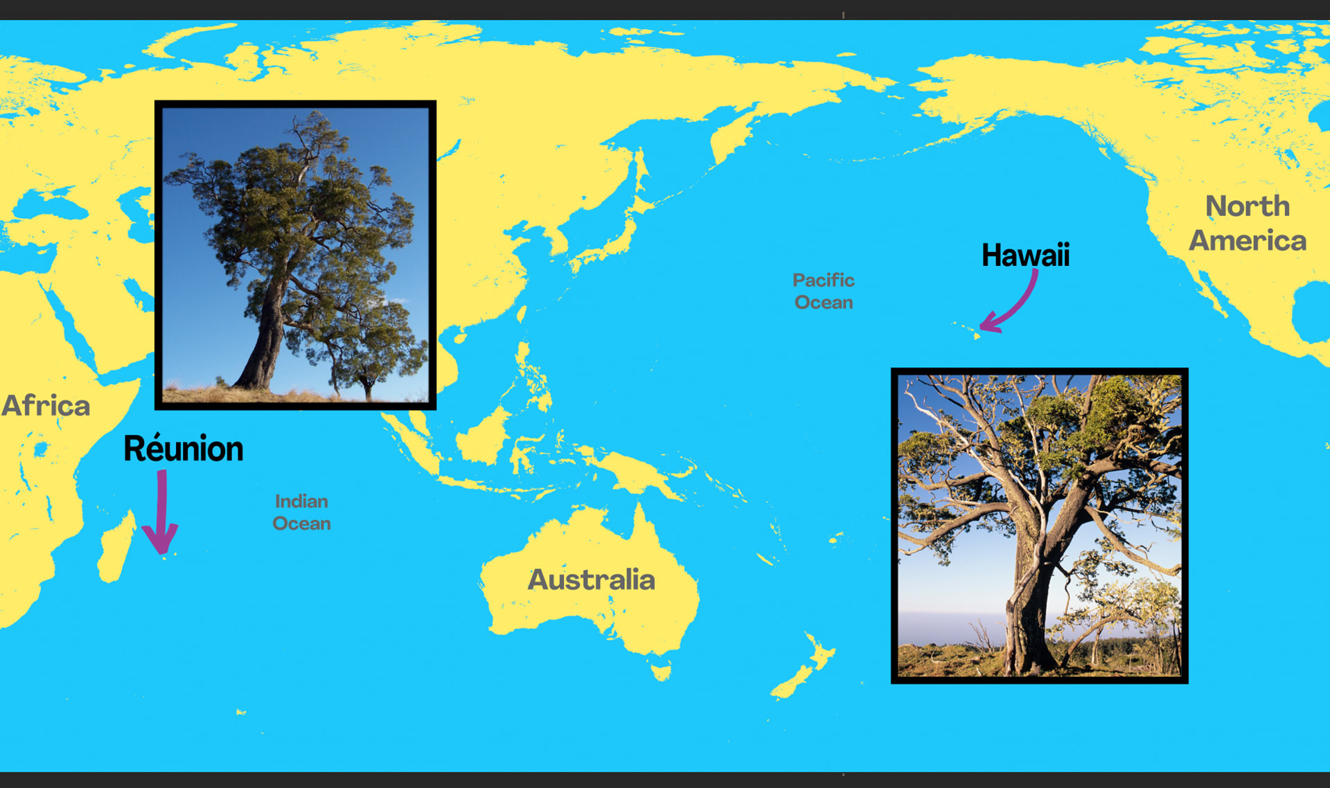 How did a tree travel halfway around the world?