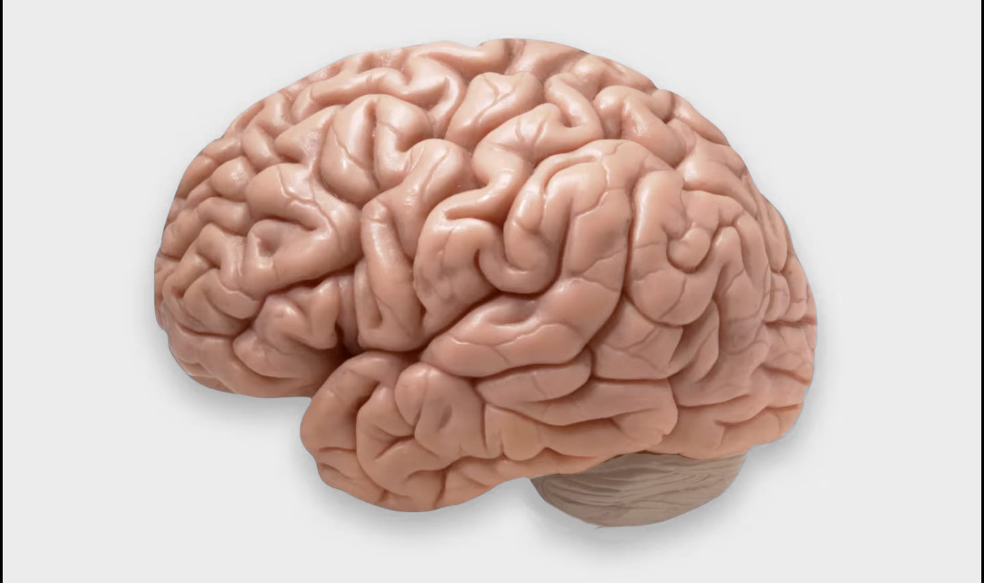 How does your brain control your body?