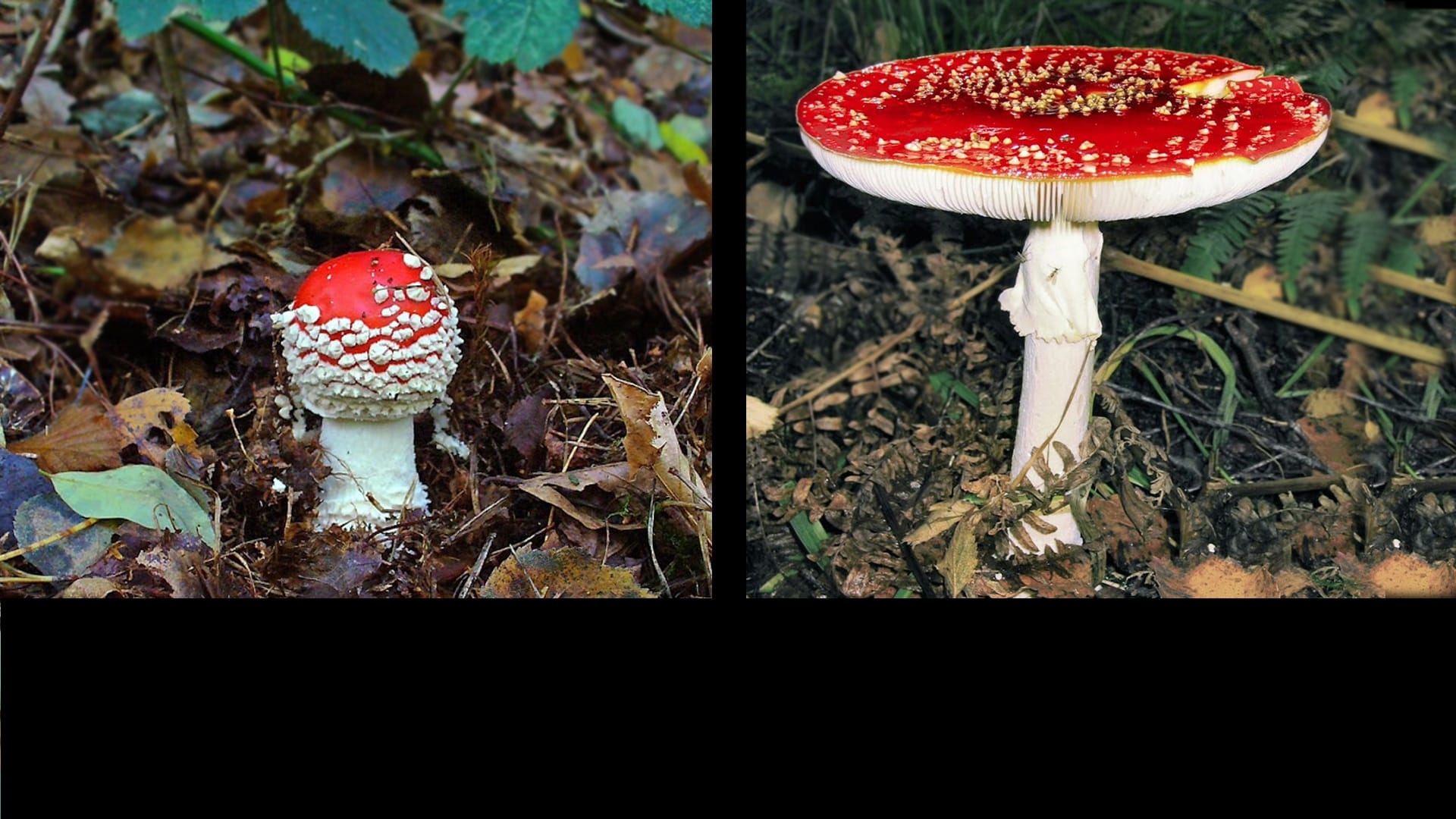 How can you tell if a mushroom is poisonous? - Mystery Science