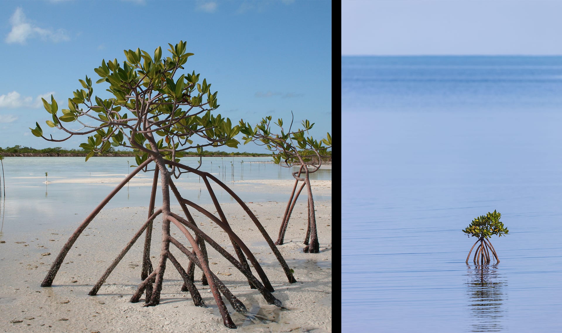 Why don't the same trees grow everywhere?