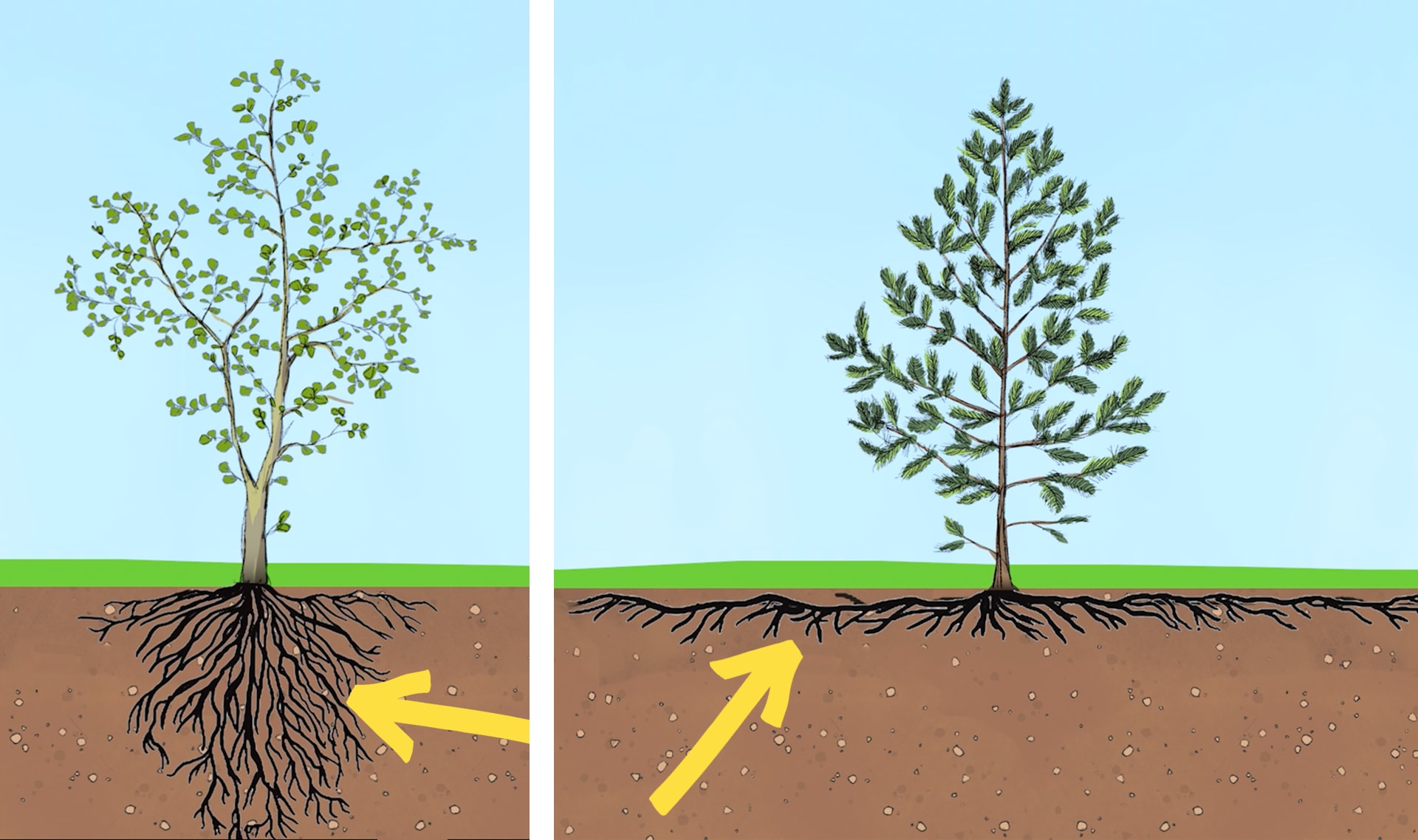 Why don't the same trees grow everywhere?