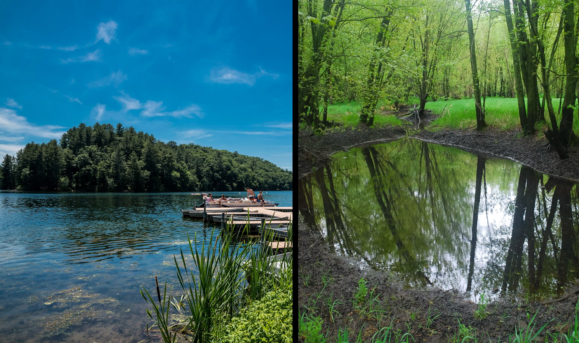 Why do frogs say "ribbit"?