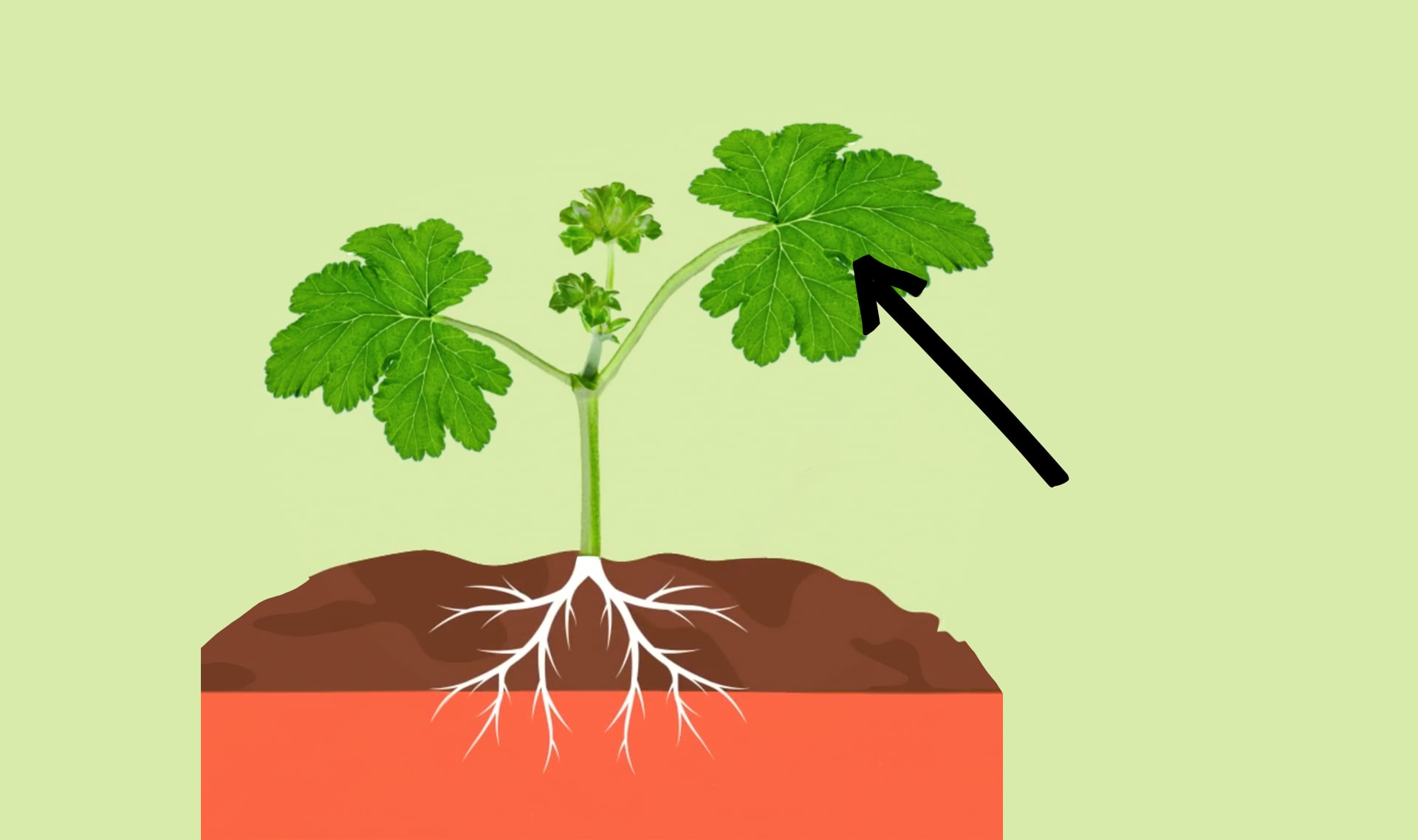 What will a baby plant look like when it grows up?