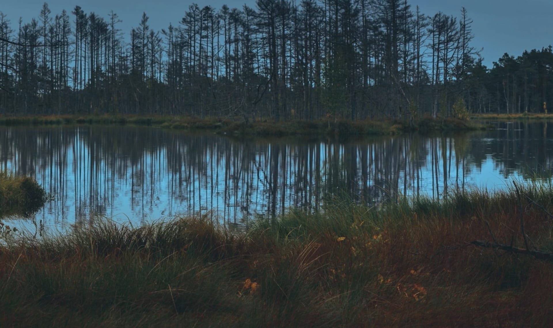 Why do frogs say "ribbit"?