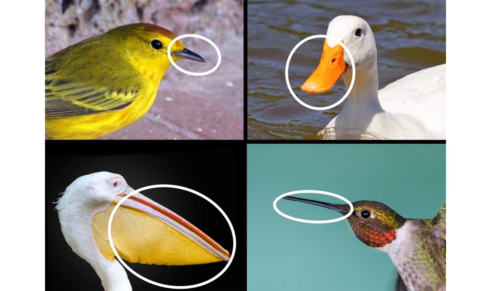 Why do birds have beaks?