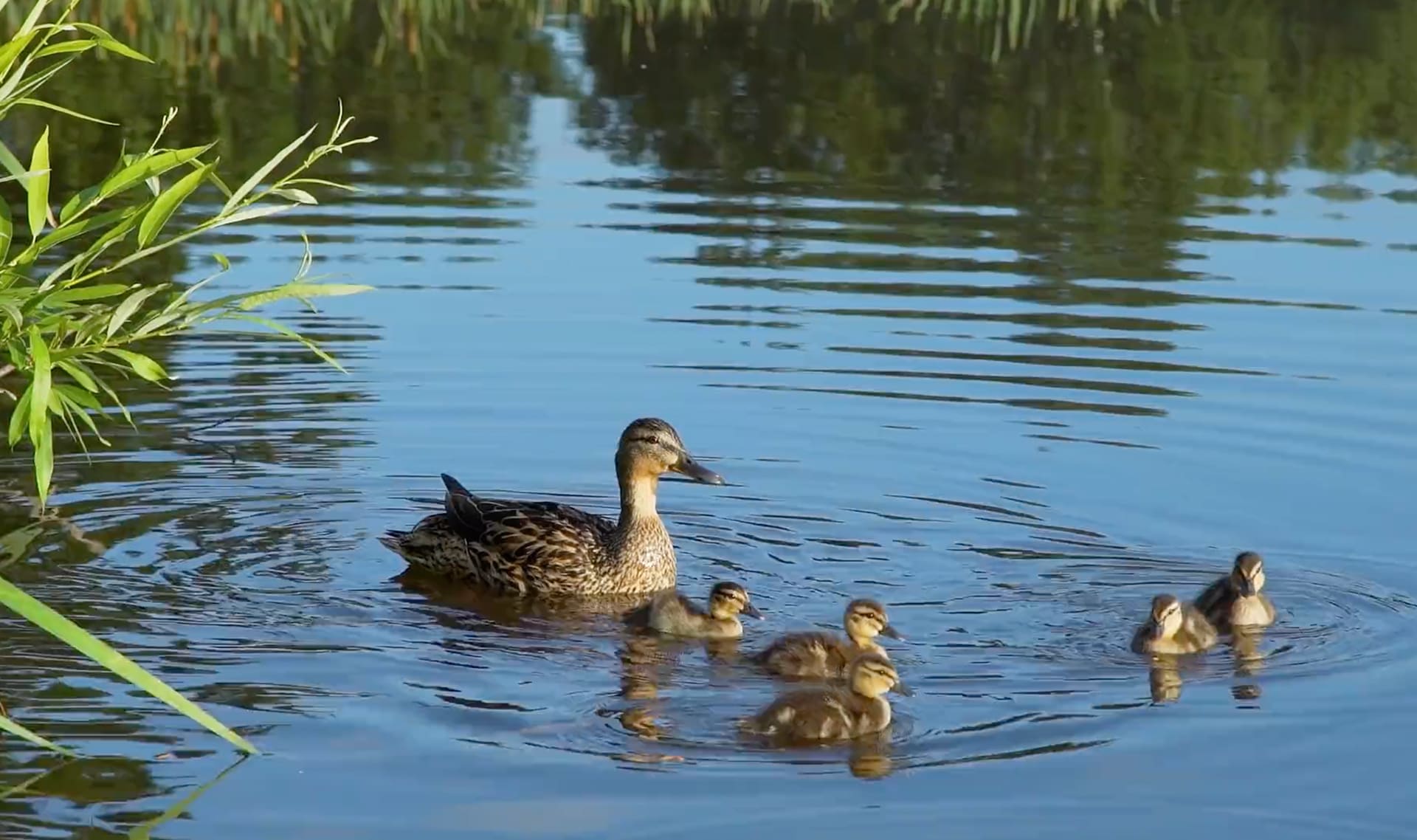 How can you help a lost baby animal find its parents?