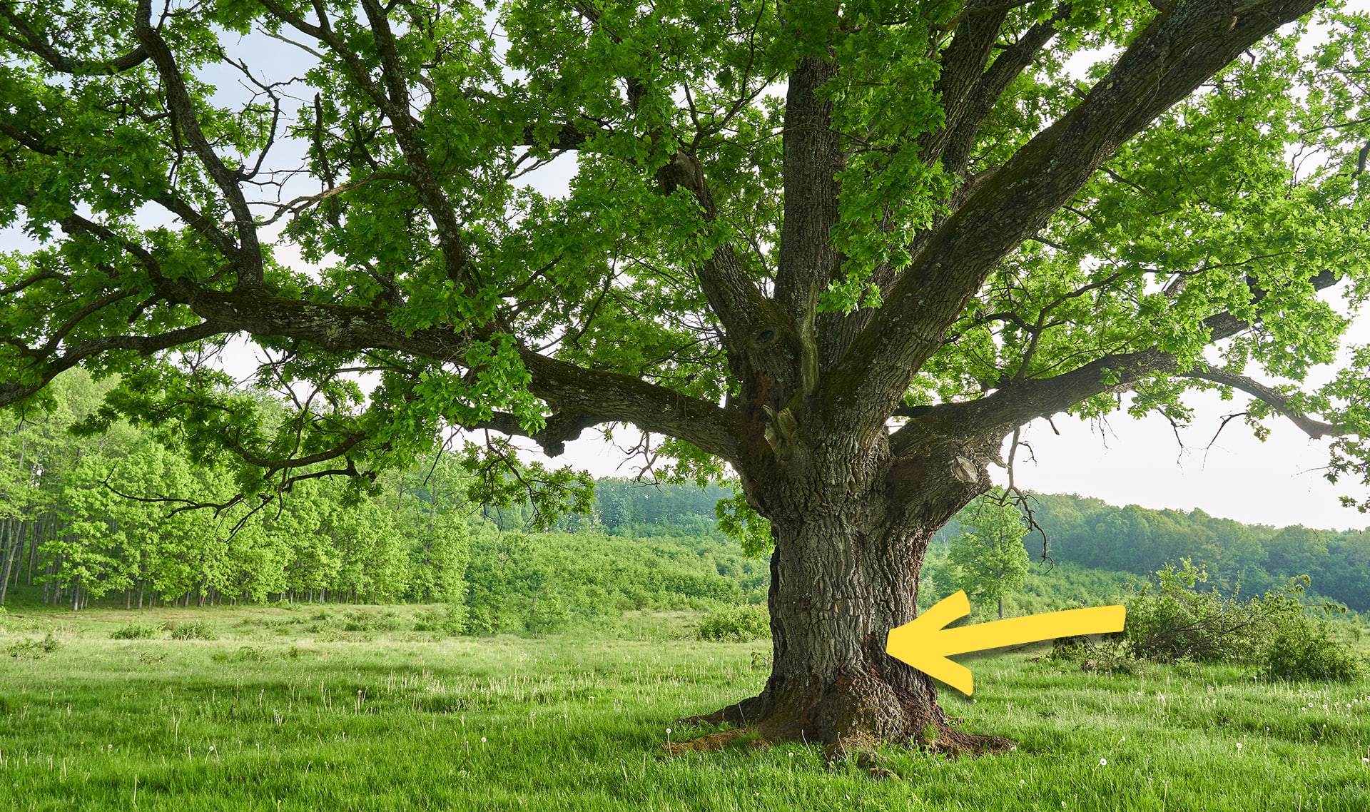 Why don't the same trees grow everywhere?