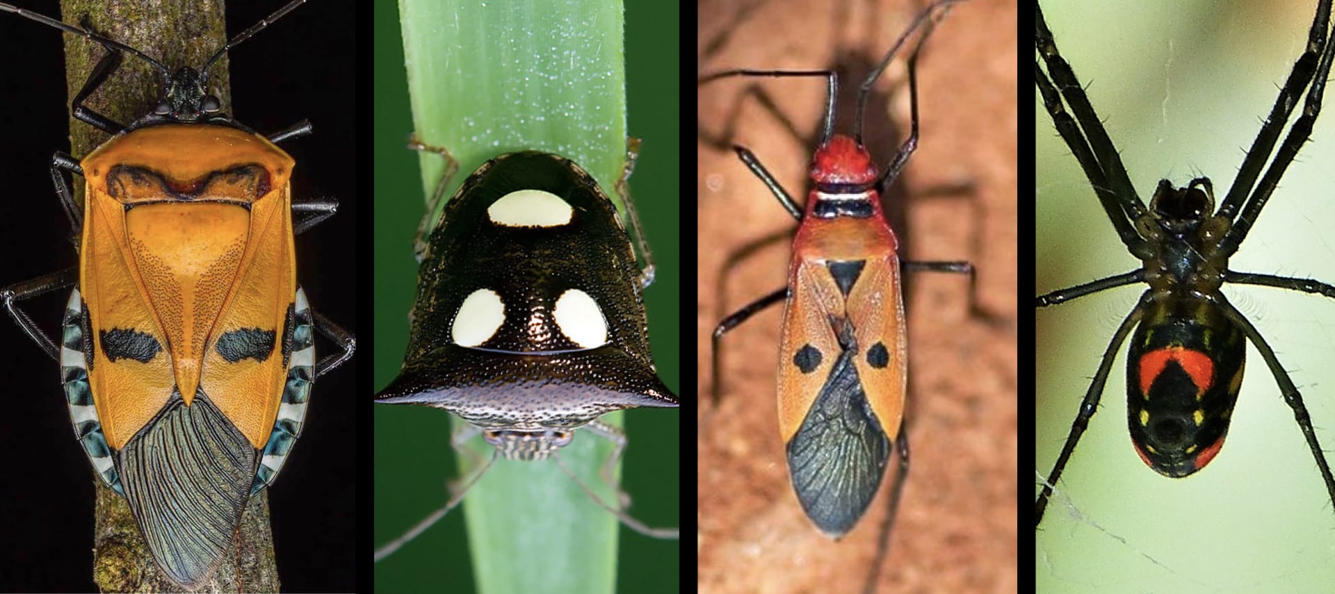 Why are so many people scared of bugs? - Mystery Science