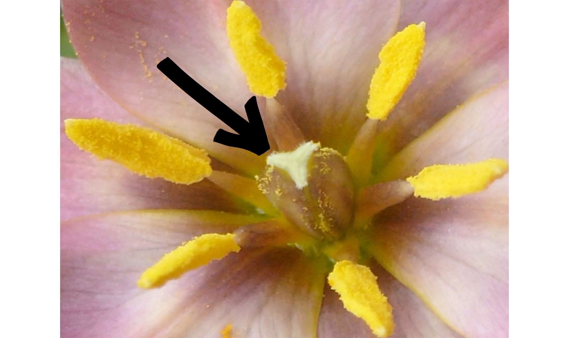 Why do plants grow flowers?