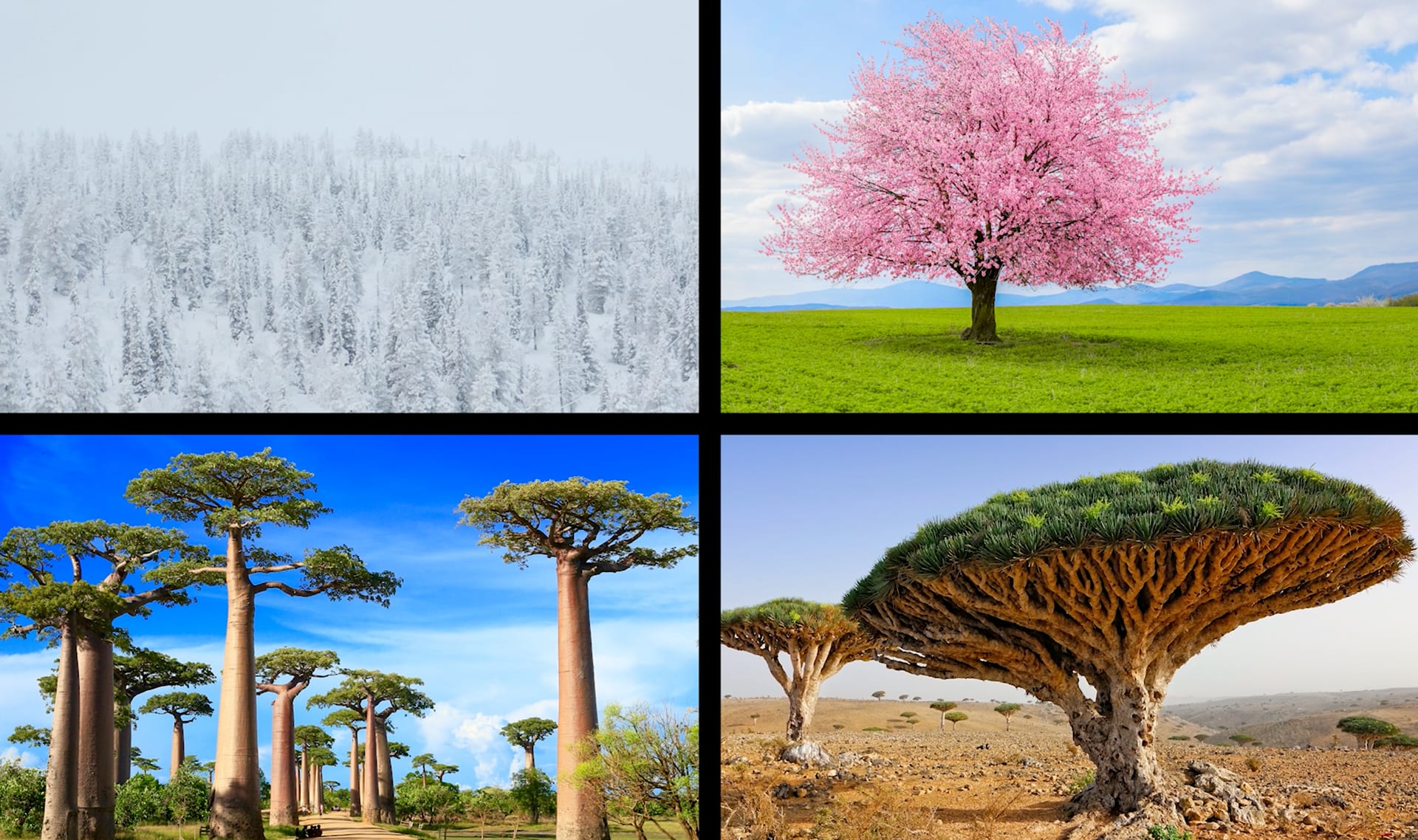 Why don't the same trees grow everywhere?