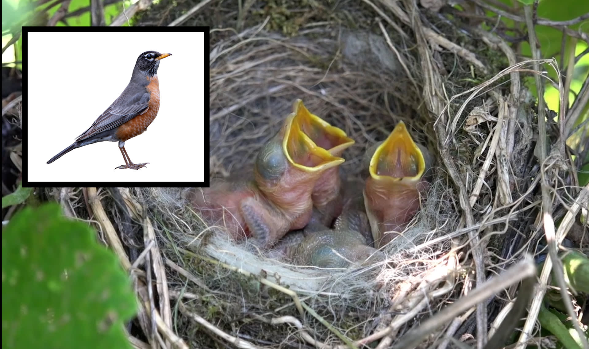 Why do birds lay eggs in the spring?