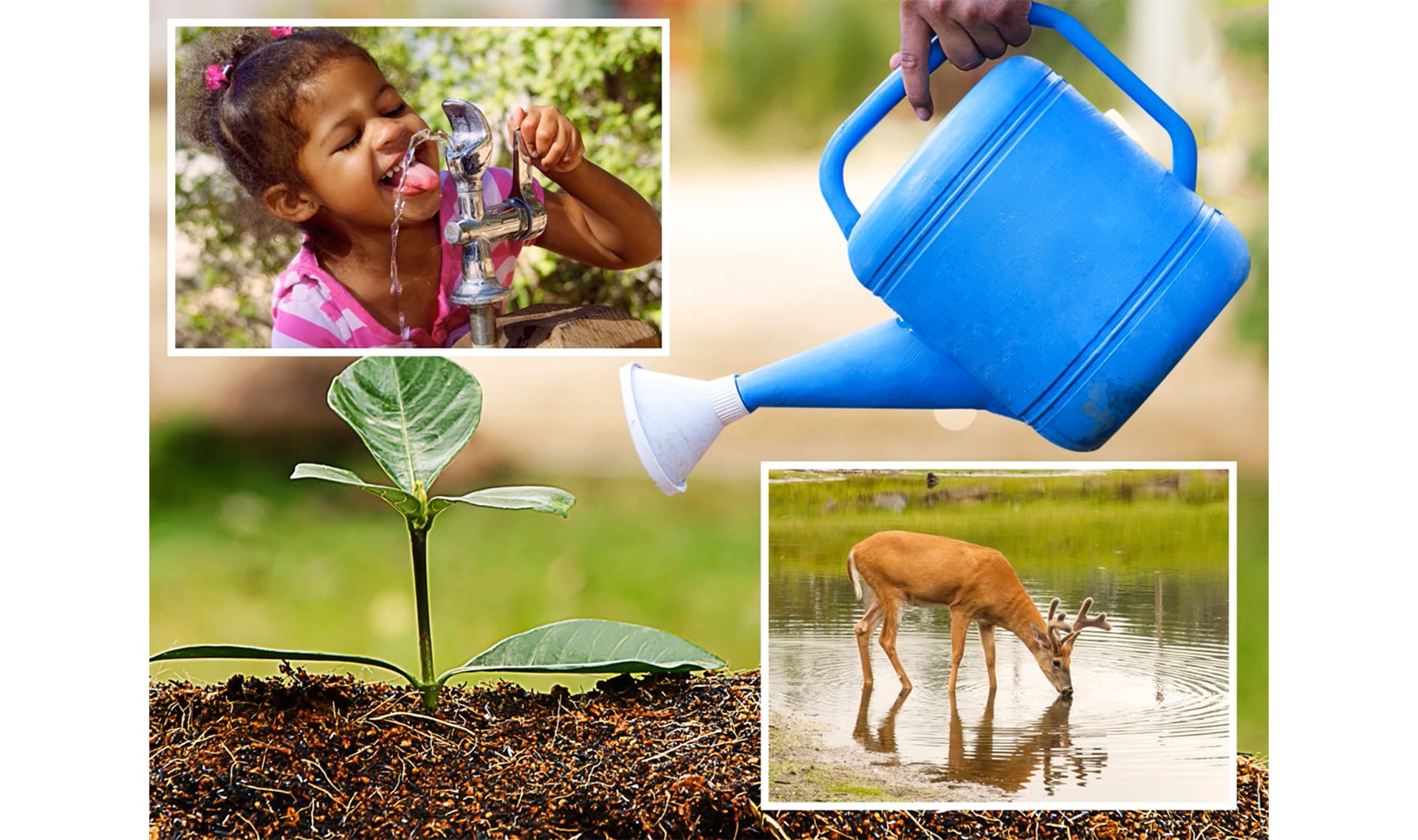 How do plants and trees grow?