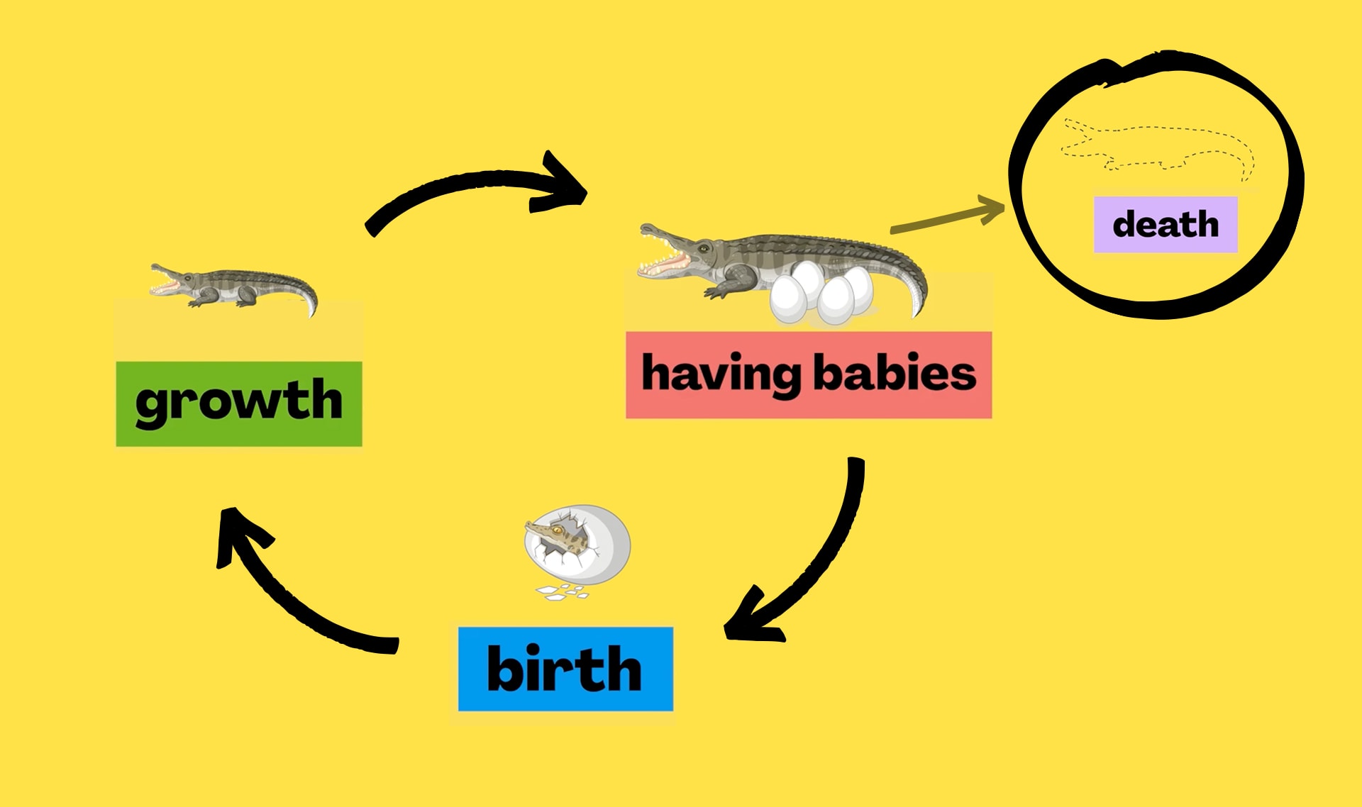 How is your life like an alligator's life?