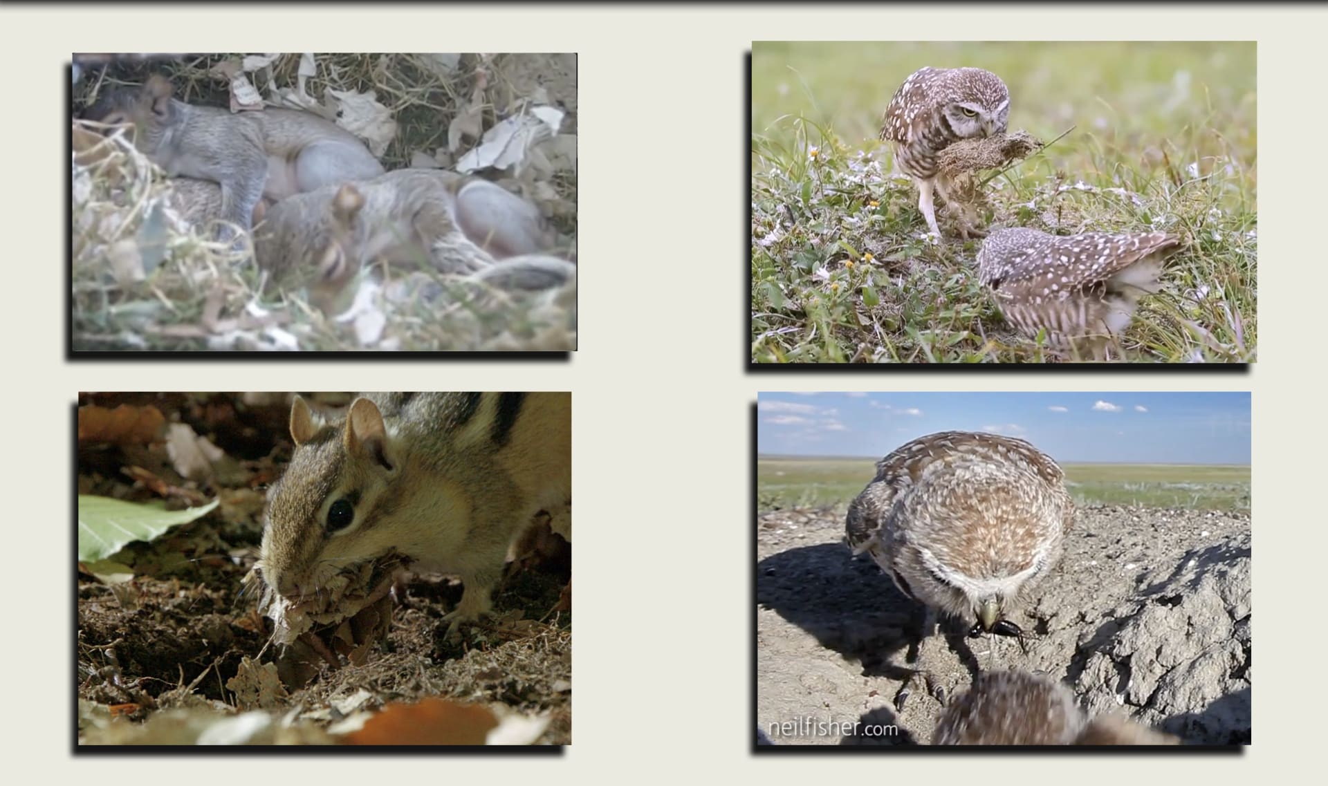 How do animals take care of their babies?