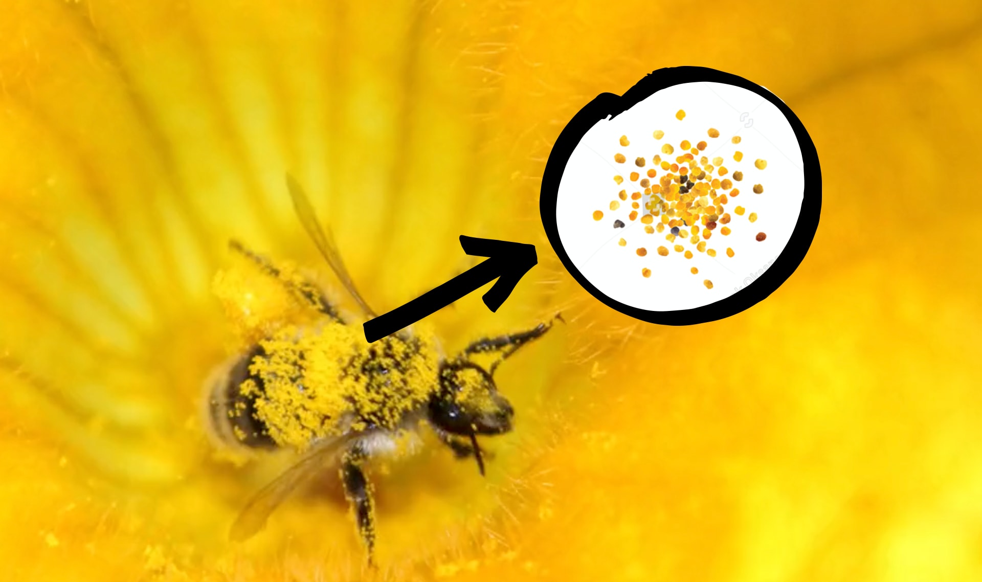 Why do plants give us fruit?