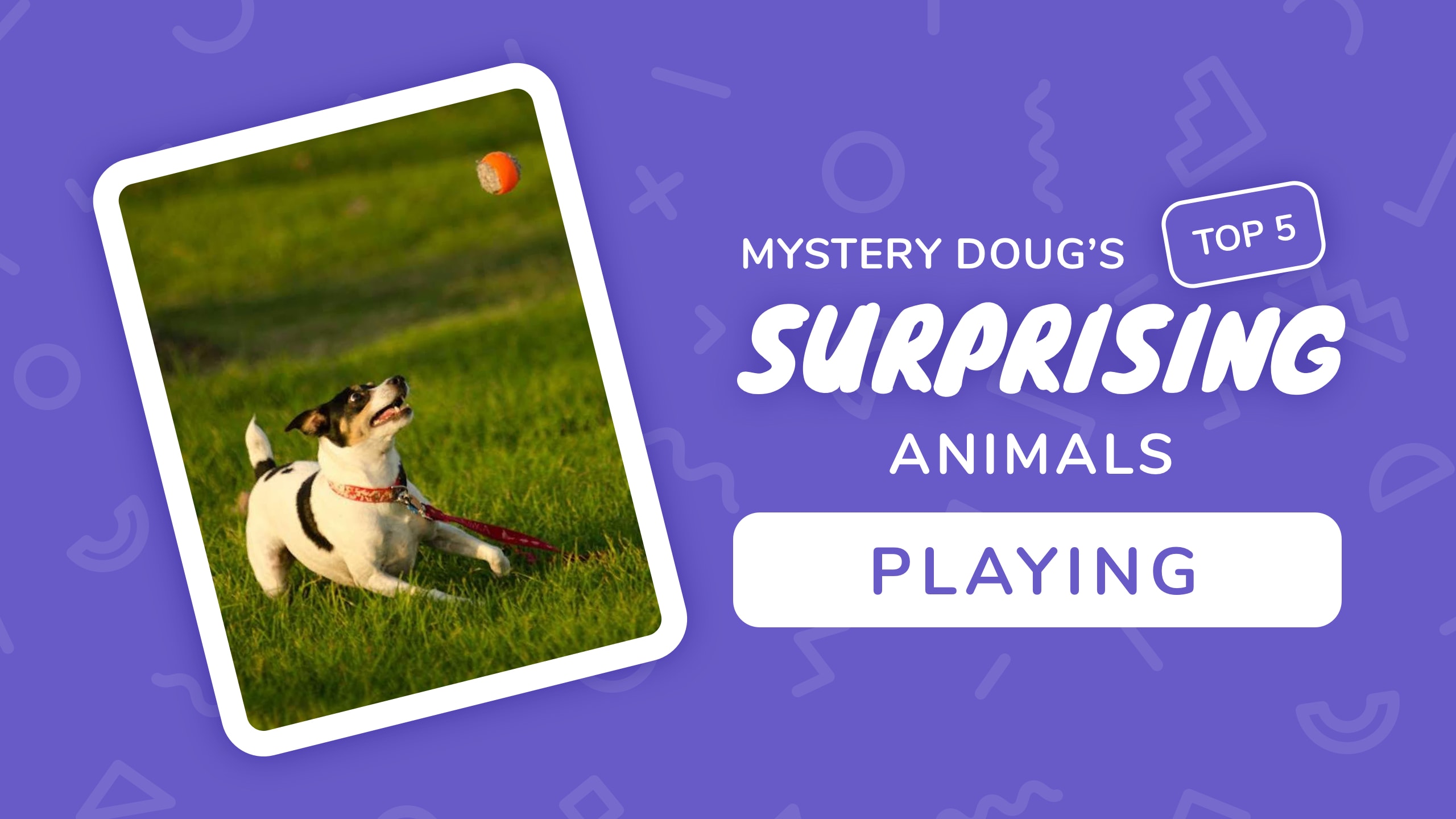 Can animals laugh? - Mystery Science