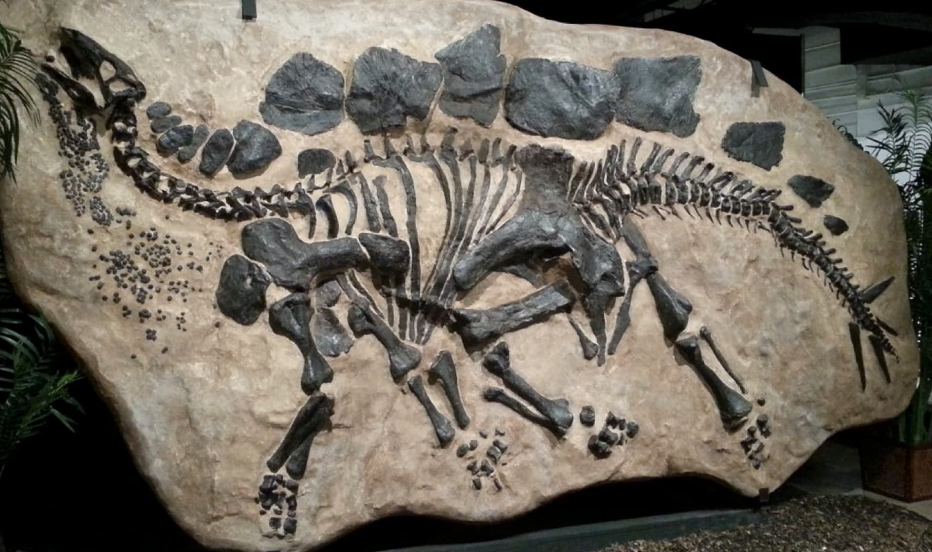 Why did the dinosaurs go extinct?