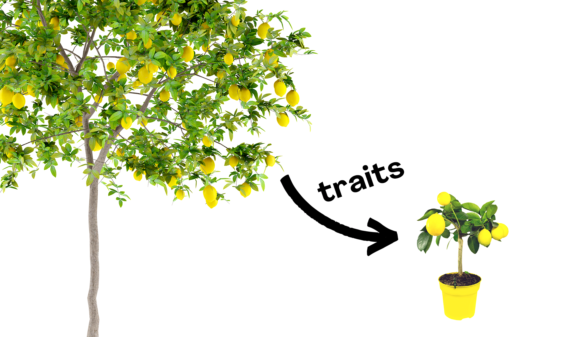 How do you identify a mysterious fruit?