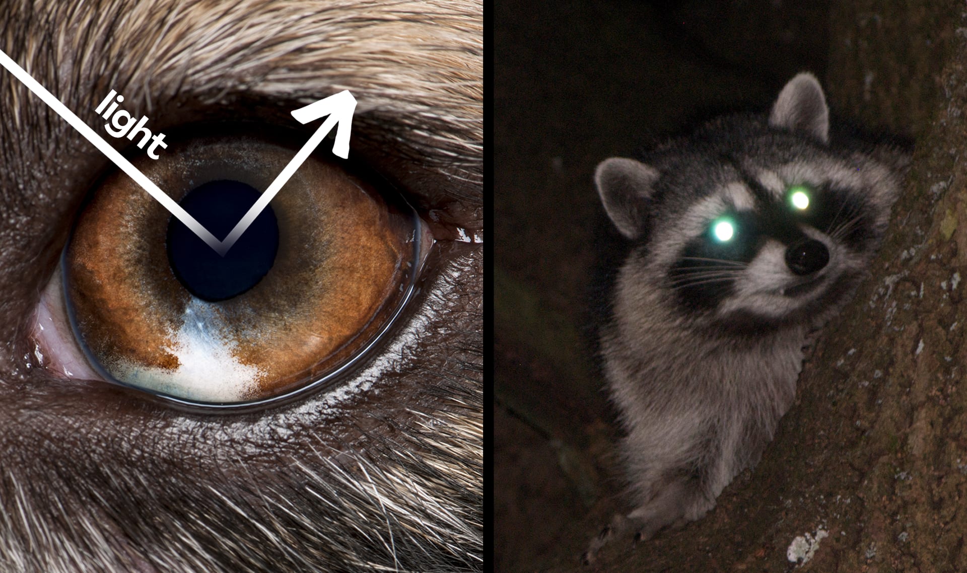 How can some animals see in the dark?