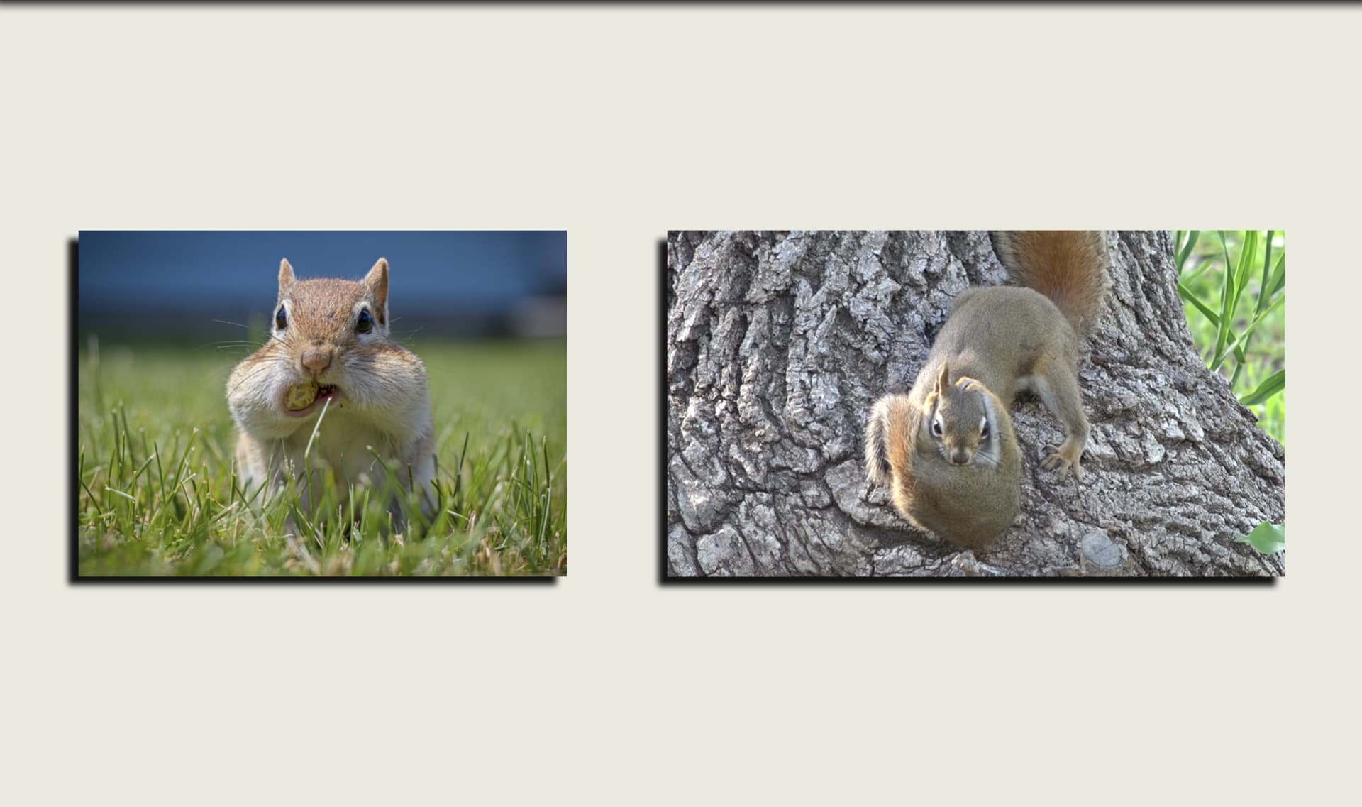 How do animals take care of their babies?