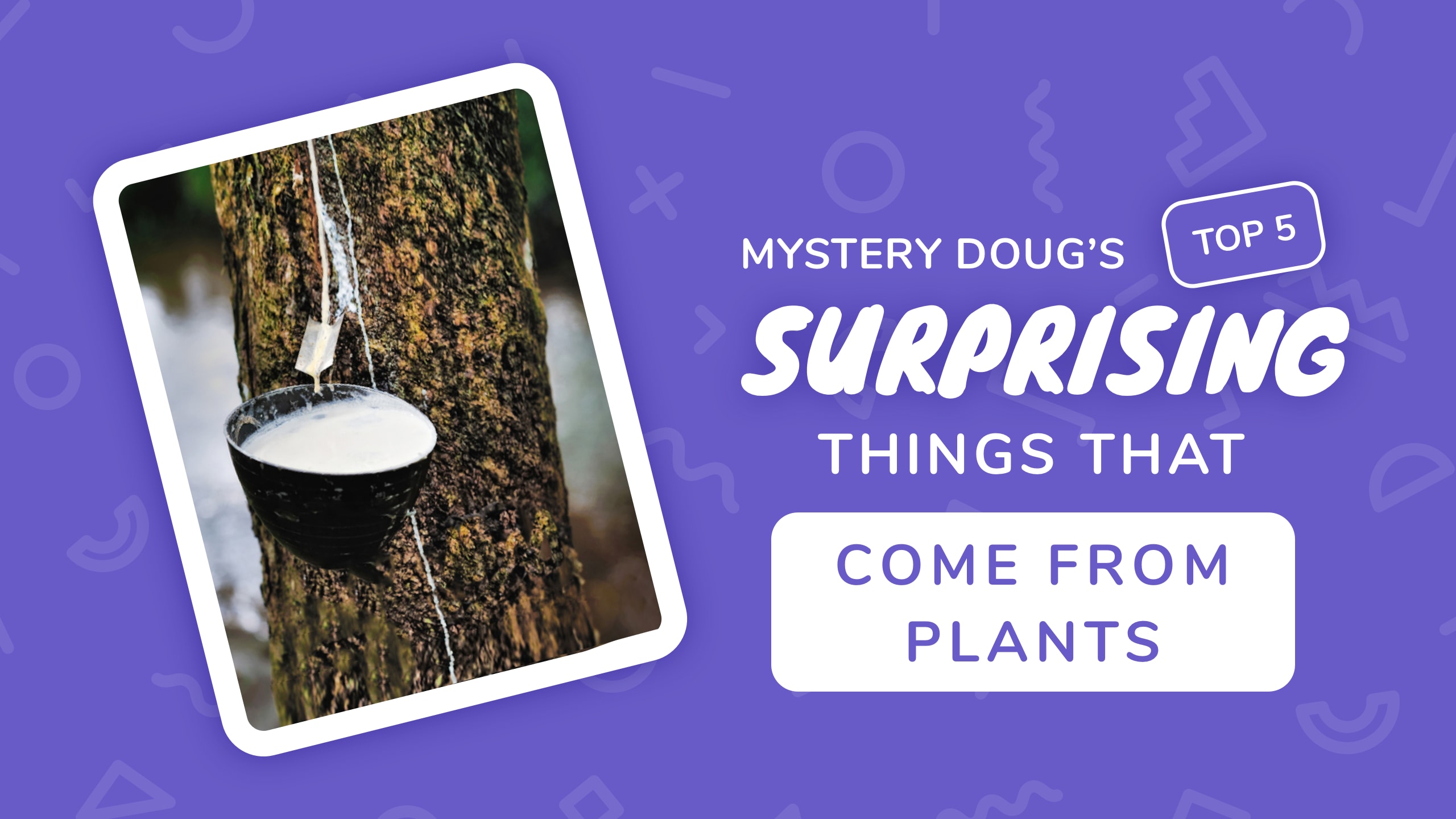 How is syrup made? - Mystery Science