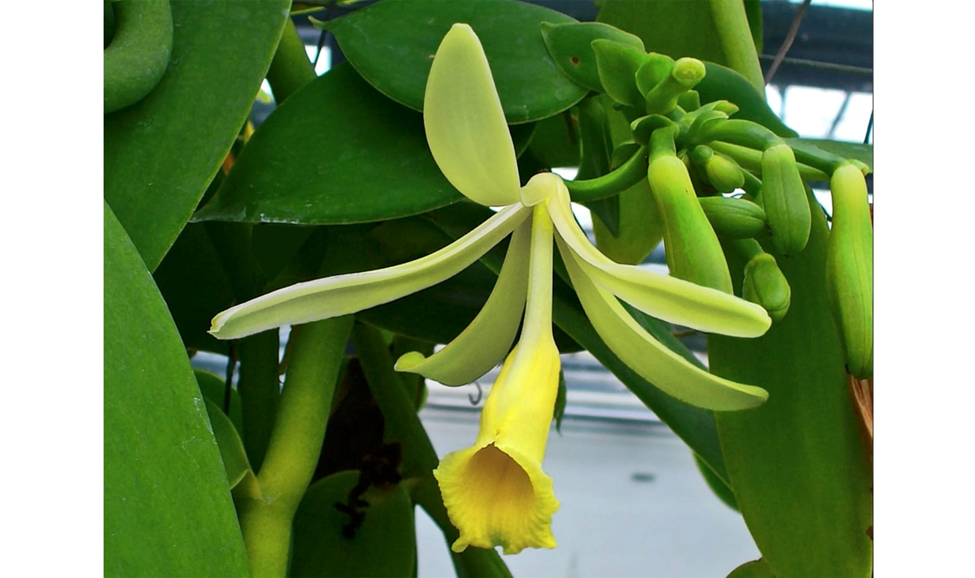 Why do plants grow flowers?