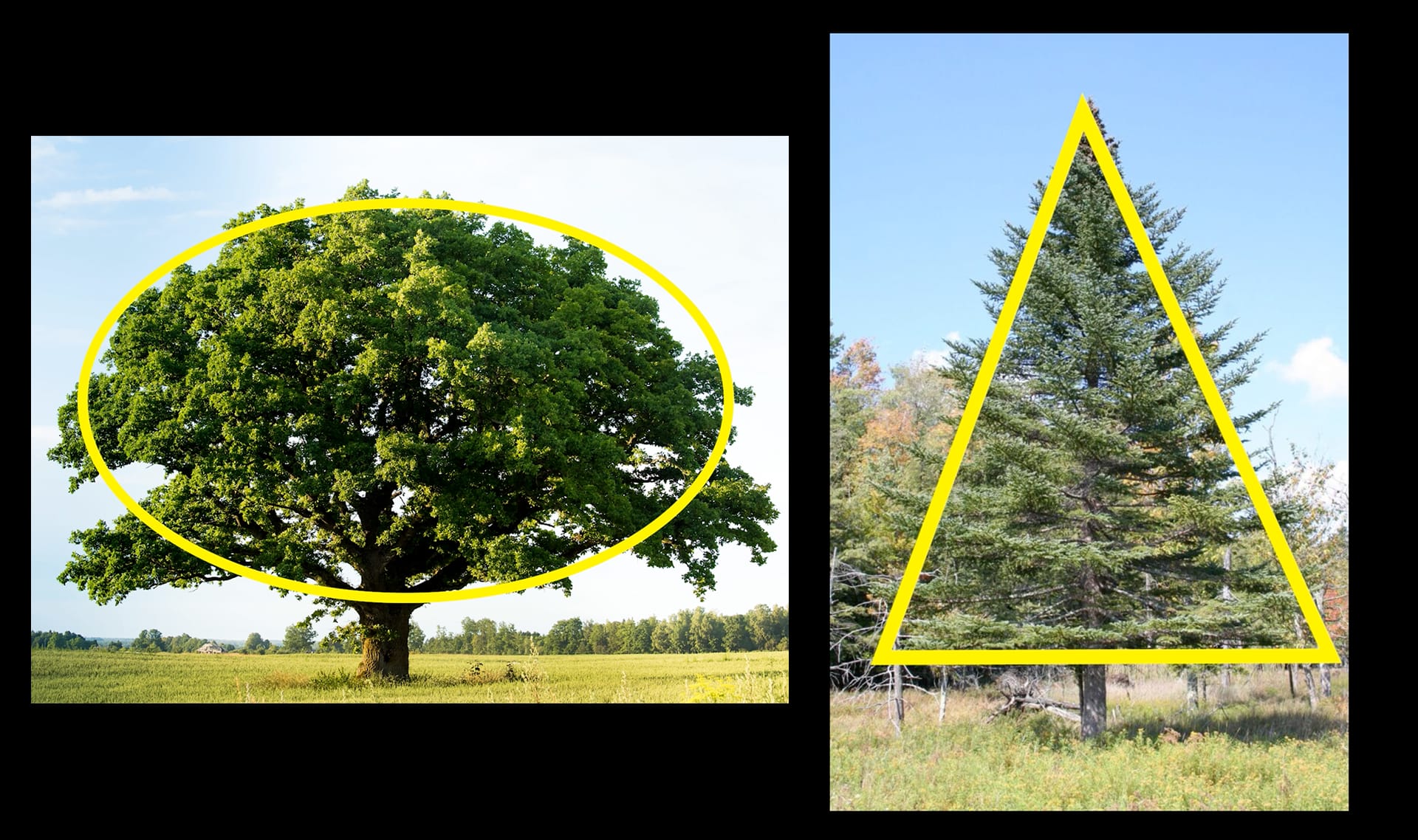 Why don't the same trees grow everywhere?