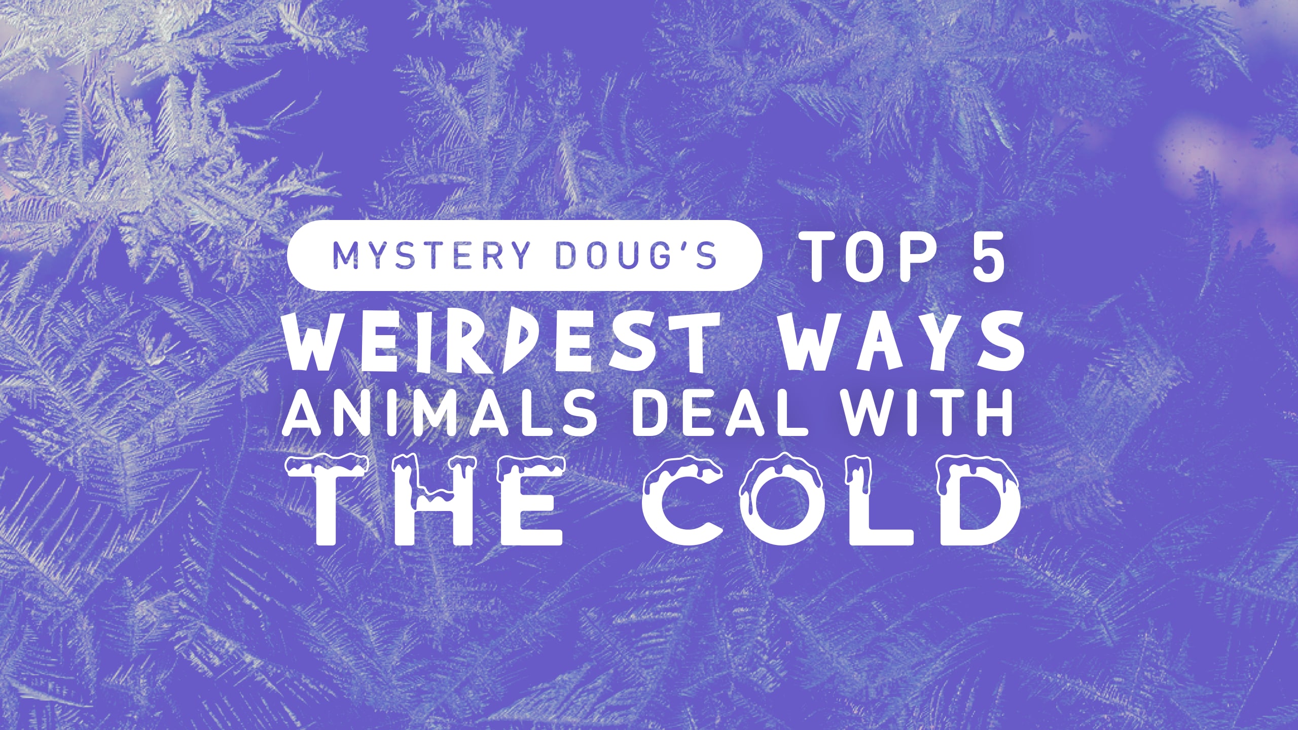 Where do bugs go in winter? - Mystery Science