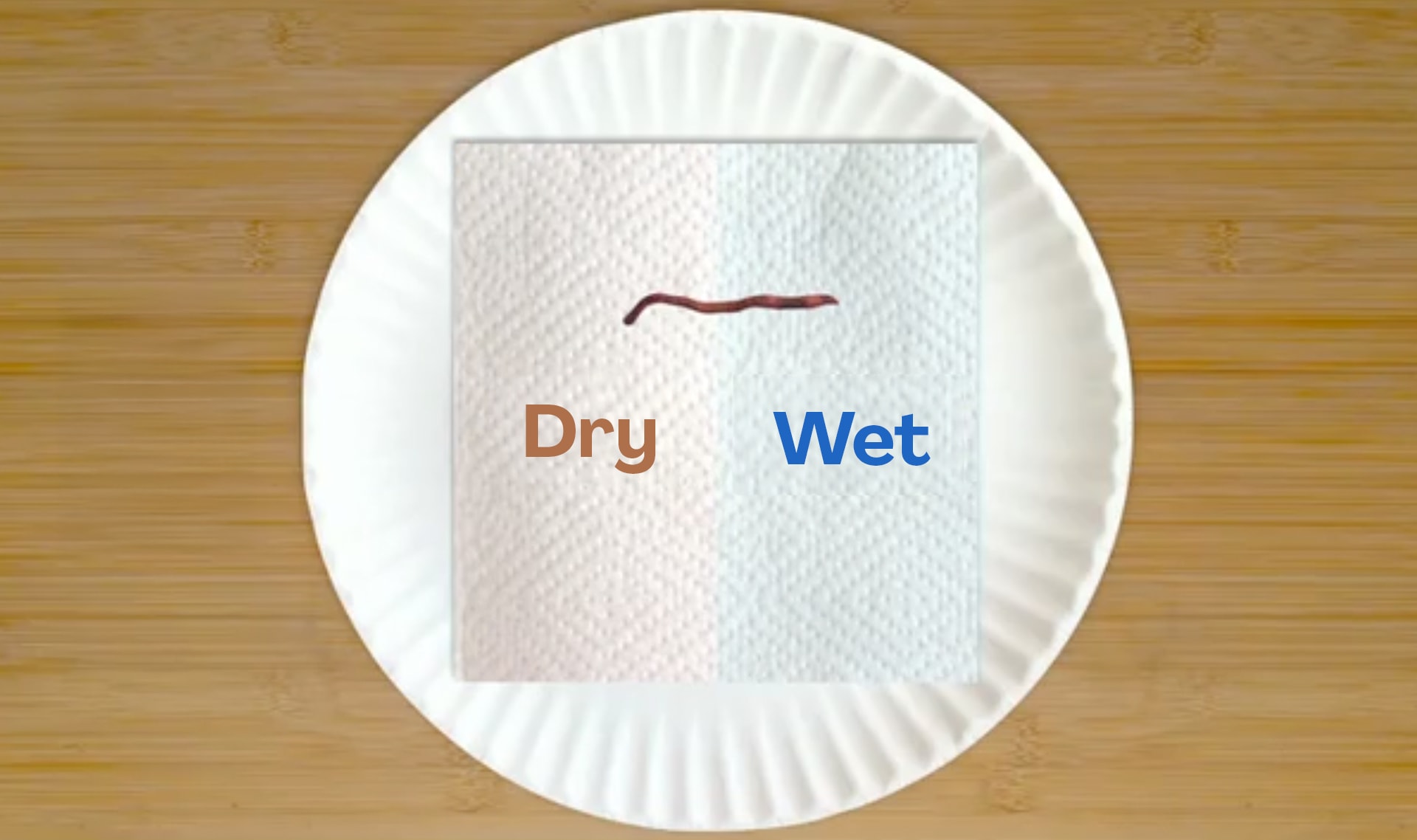 Do worms really eat dirt?