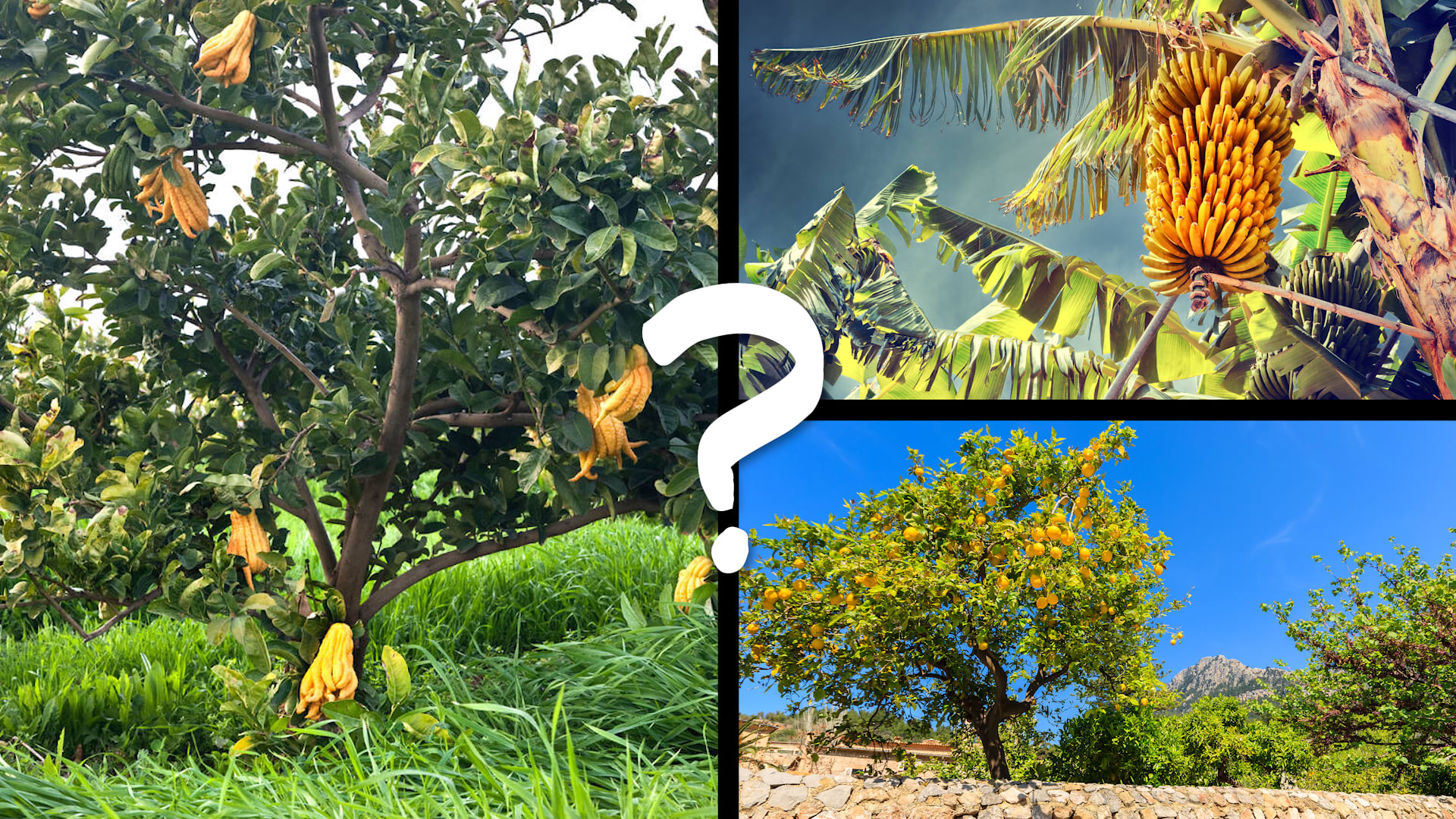 How do you identify a mysterious fruit?
