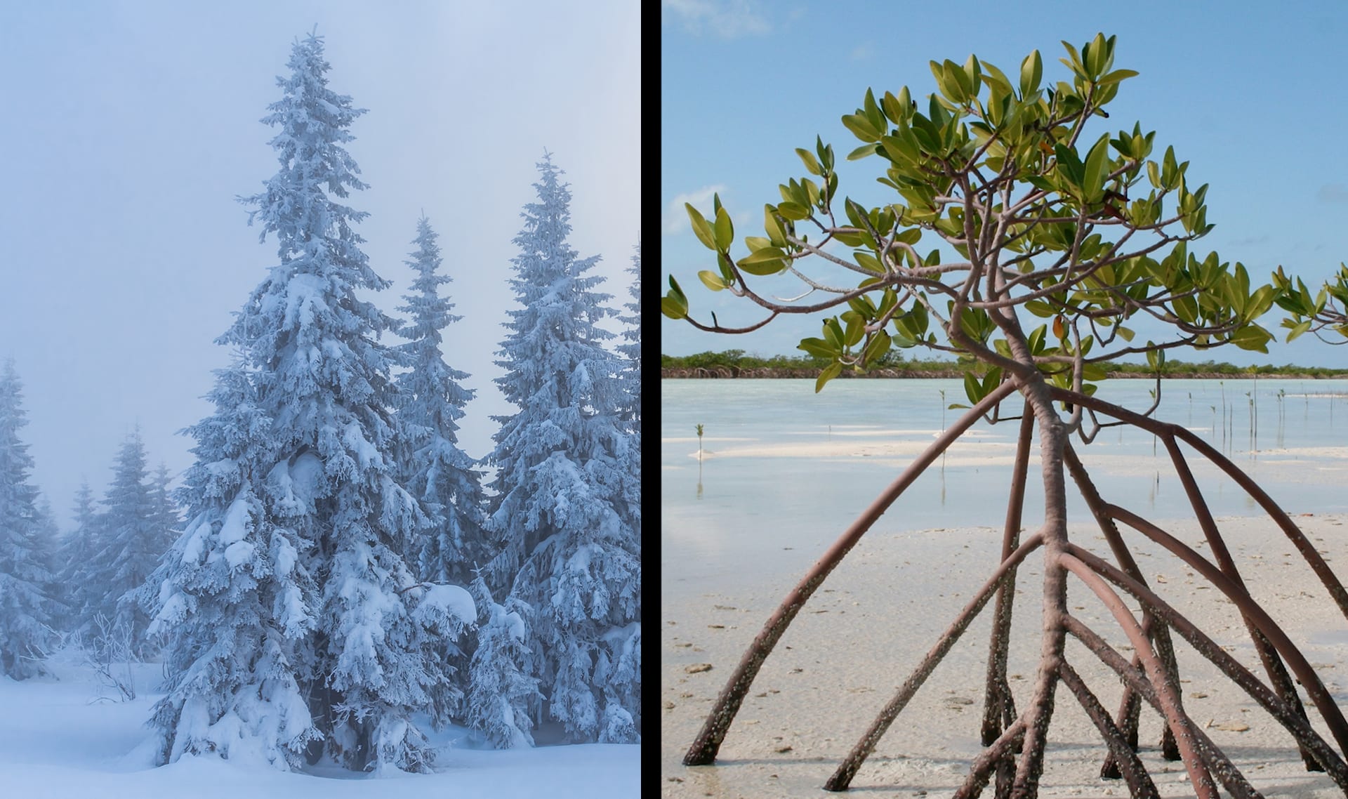 Why don't the same trees grow everywhere?