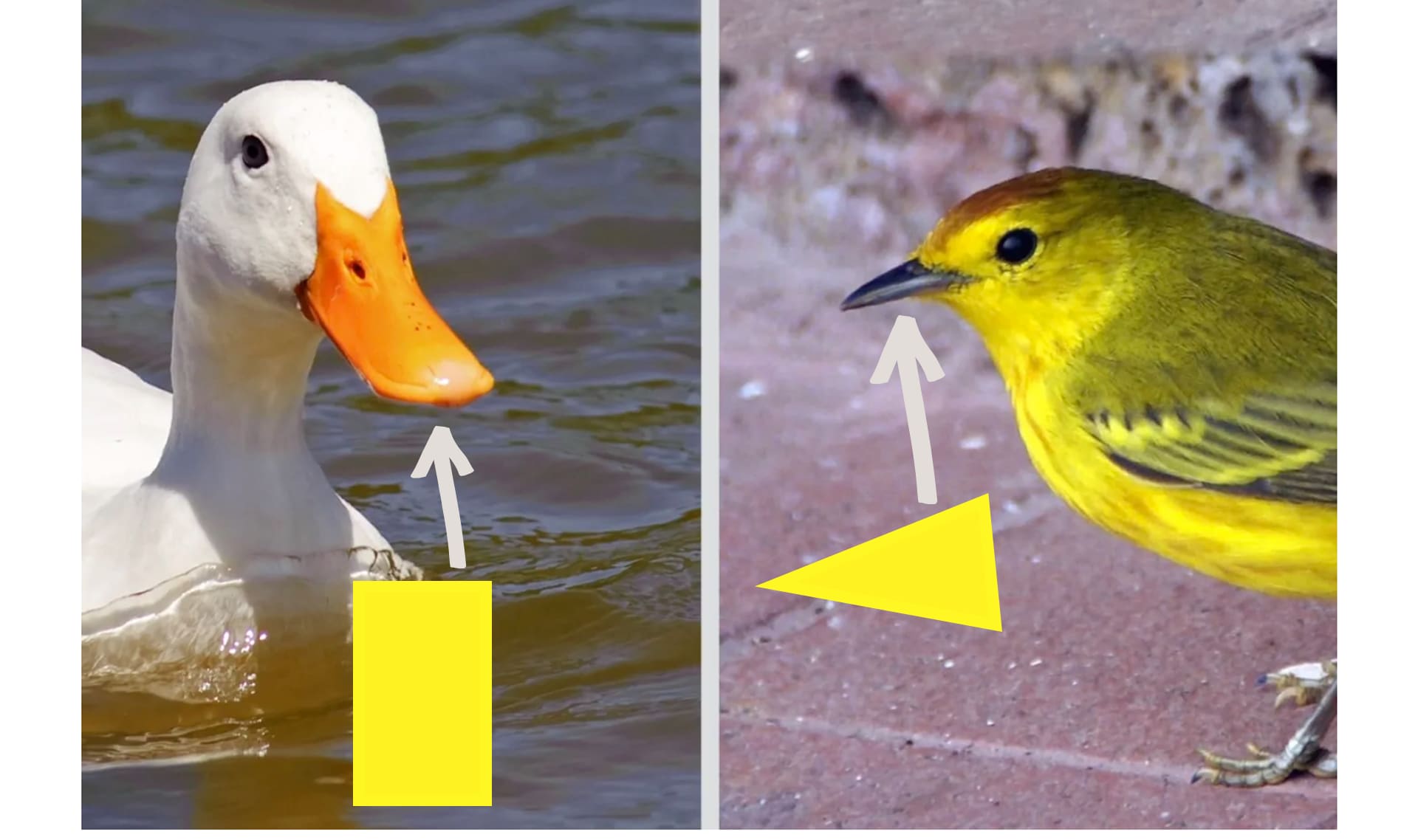 Why do birds have beaks?