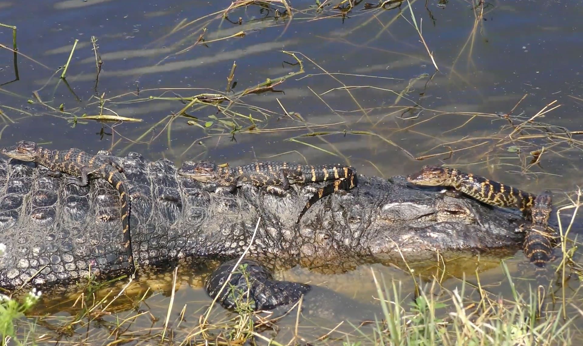 How is your life like an alligator's life?
