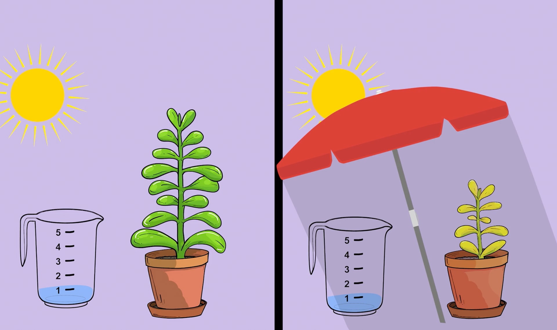 How much water should you give a plant?
