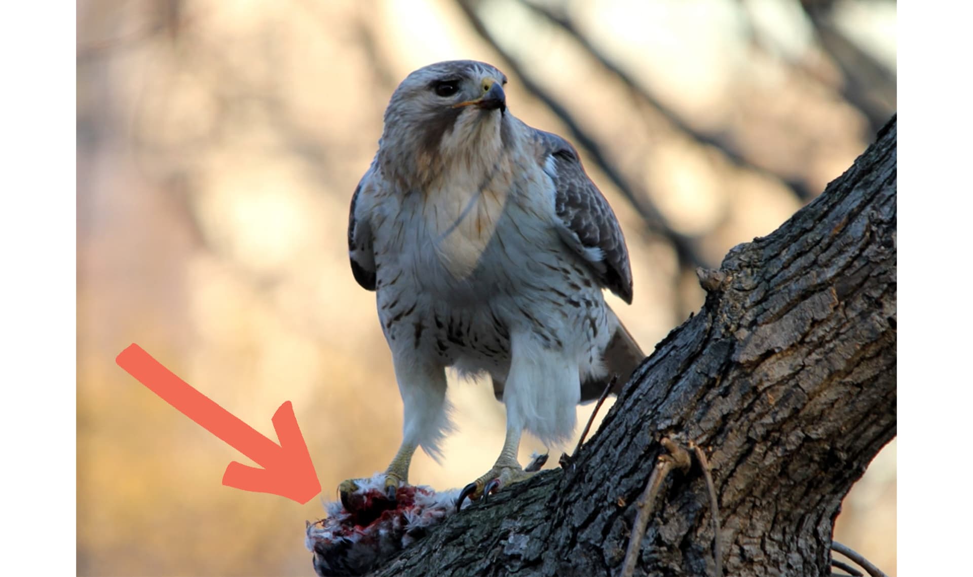 Why would a hawk move to New York City?