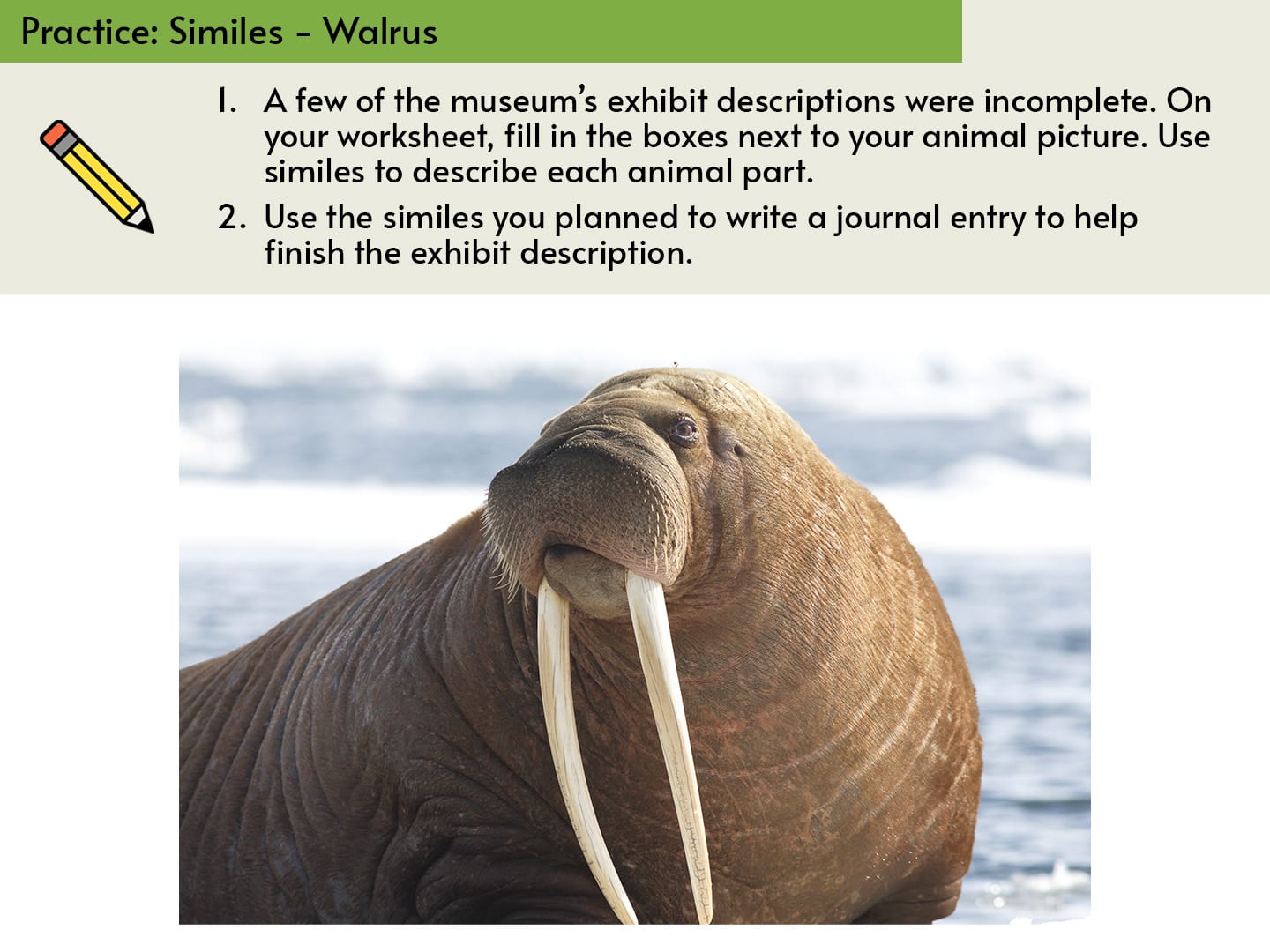 Walrus