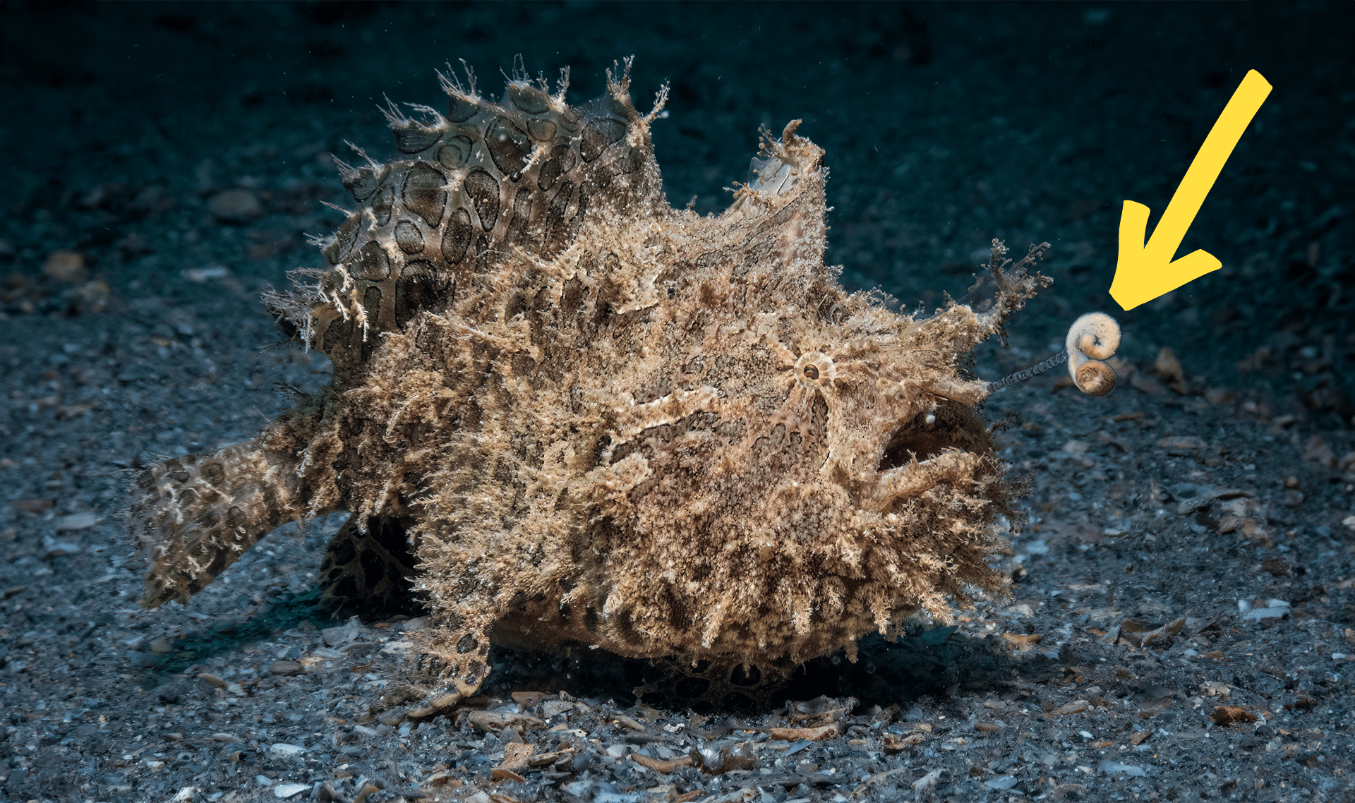 Why do some sea creatures look so strange?