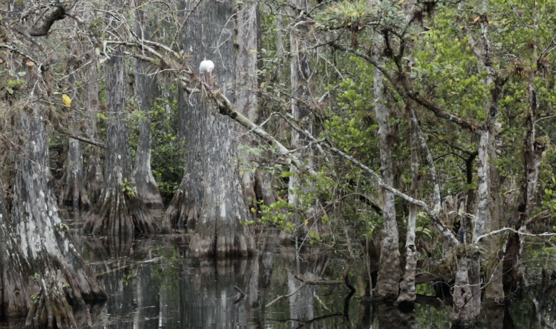 What do we see and hear in the Everglades at night?