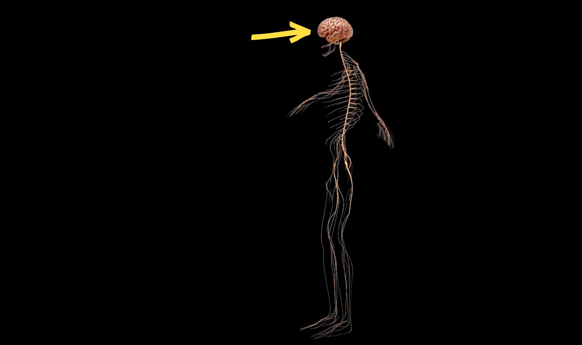 How does your brain control your body?