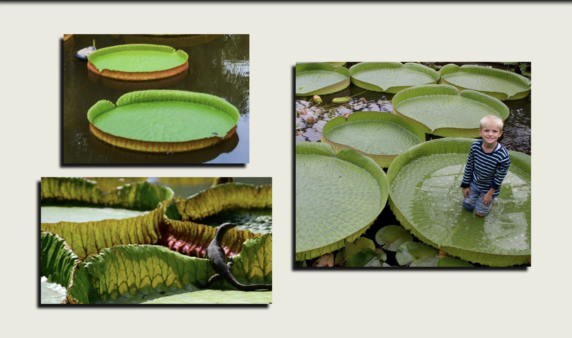 Unidentified Floating Objects