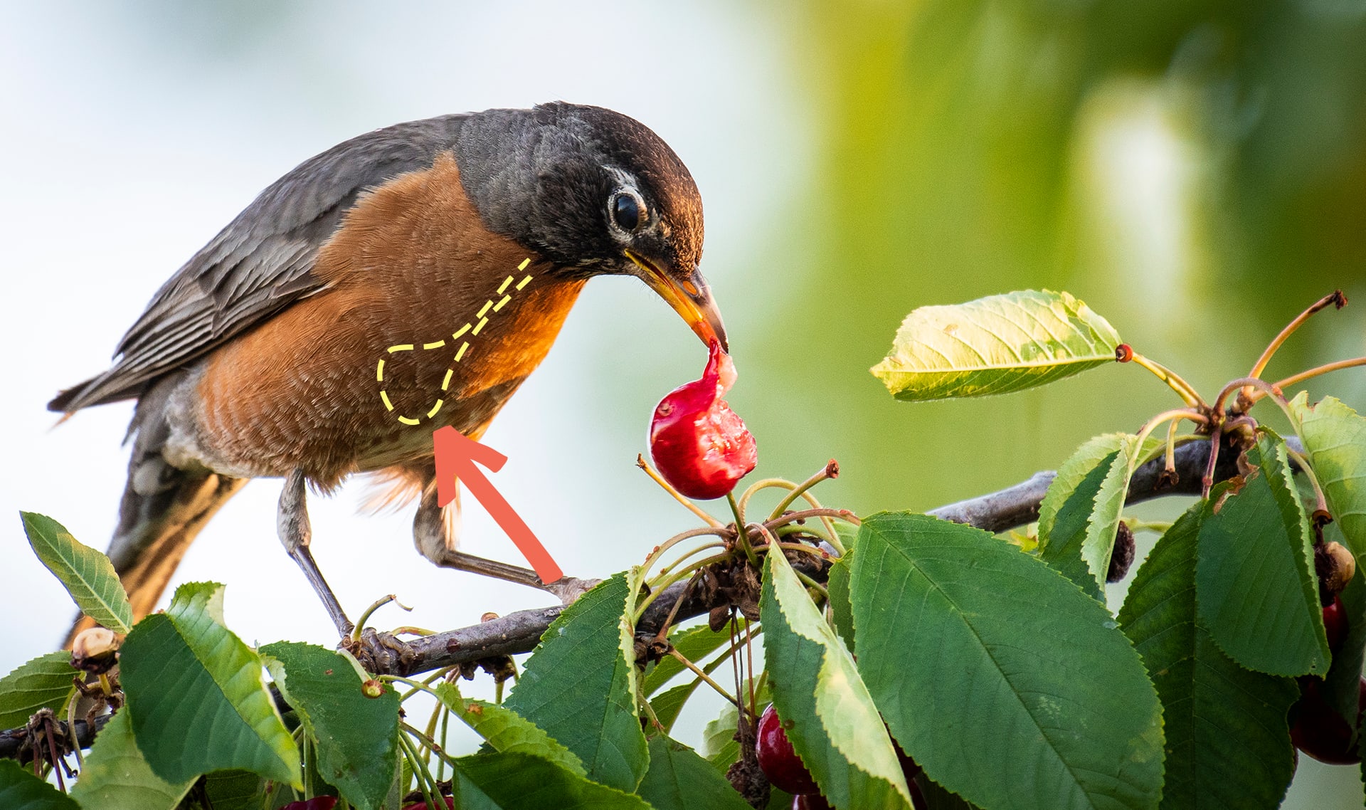 Why do birds have beaks?