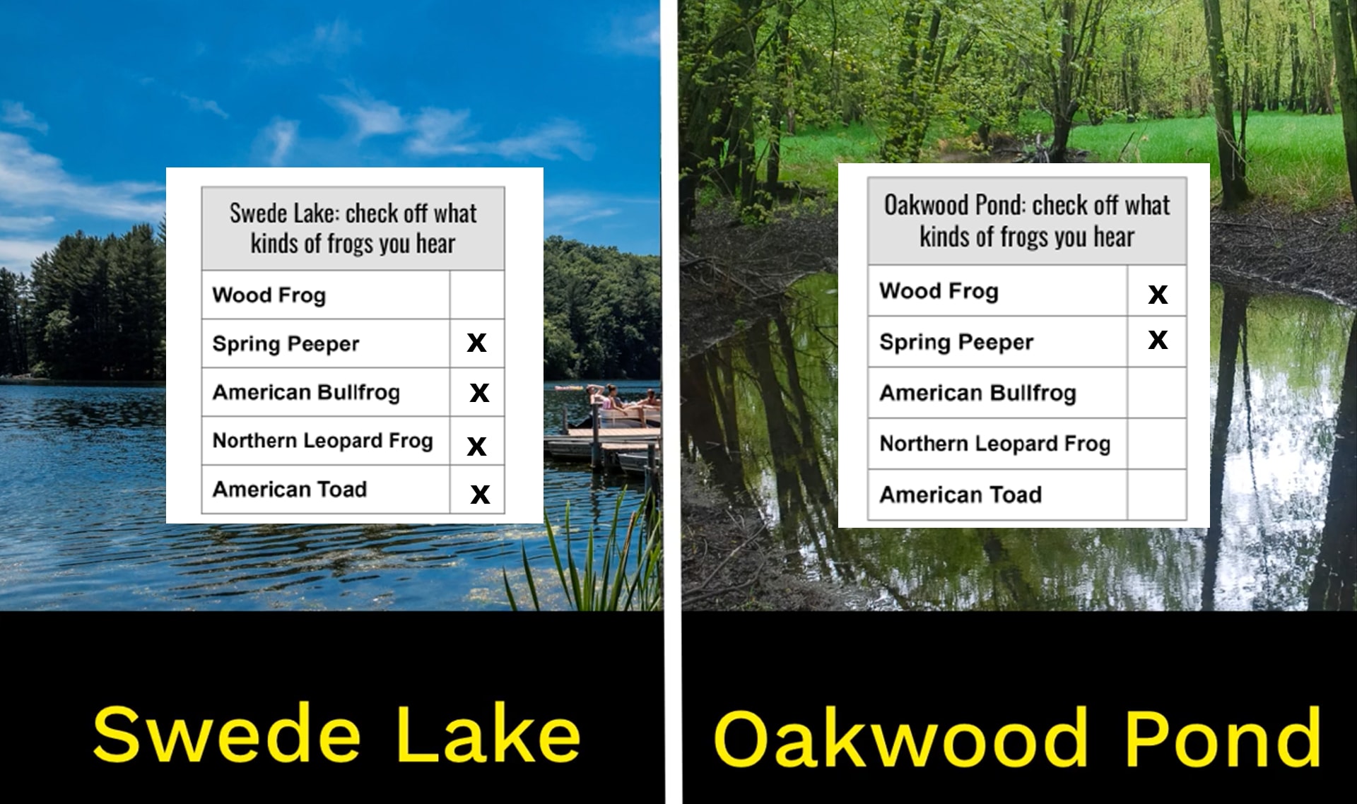 Why do frogs say "ribbit"?