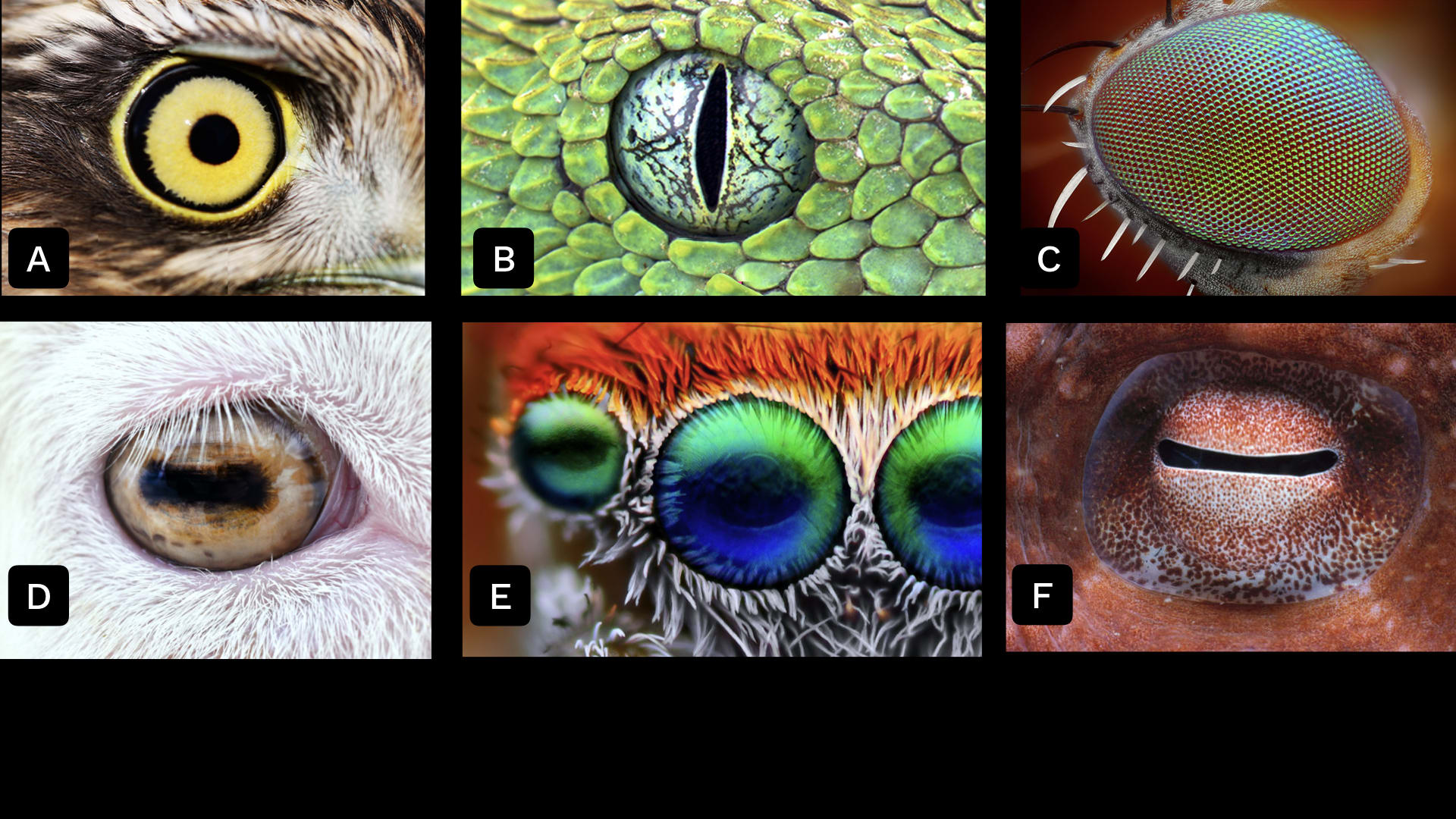Can dogs see color? - Mystery Science