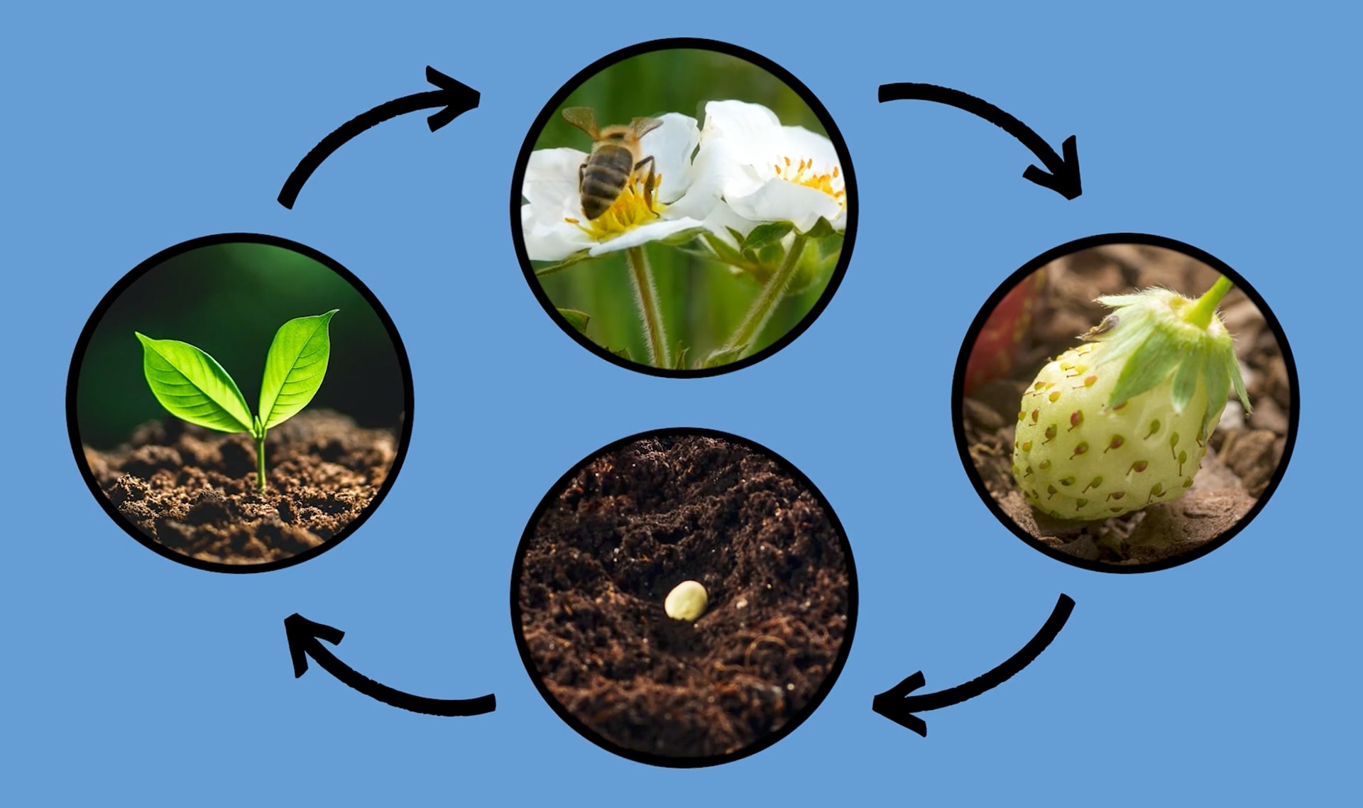 Why are there so many different kinds of flowers?