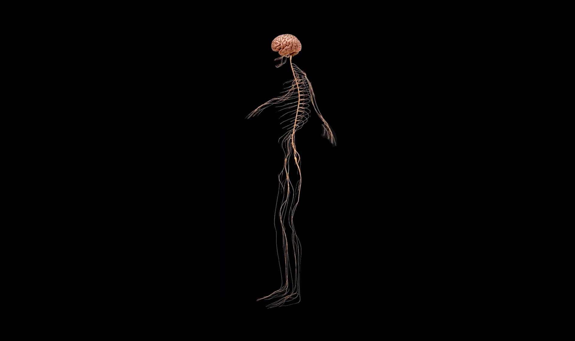 How does your brain control your body?