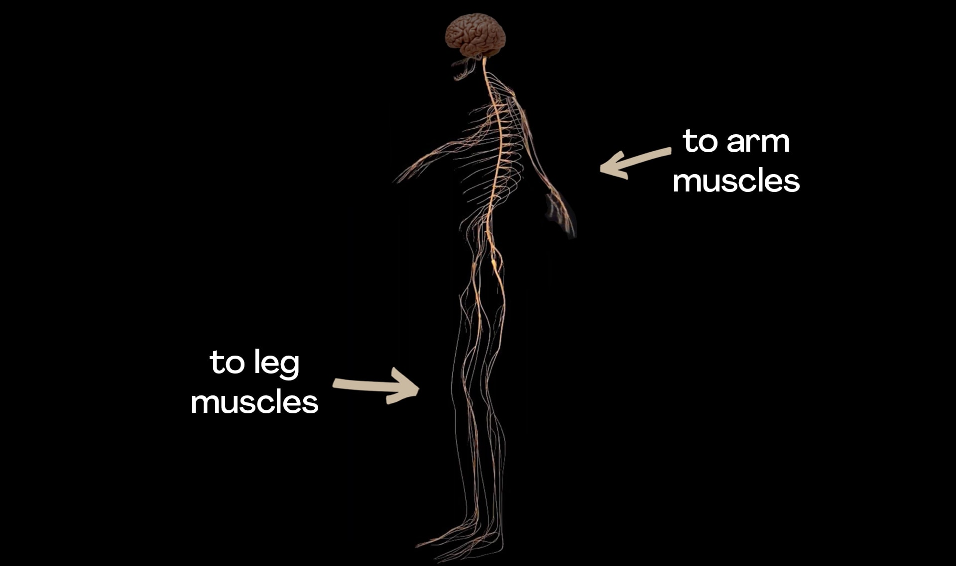How does your brain control your body?