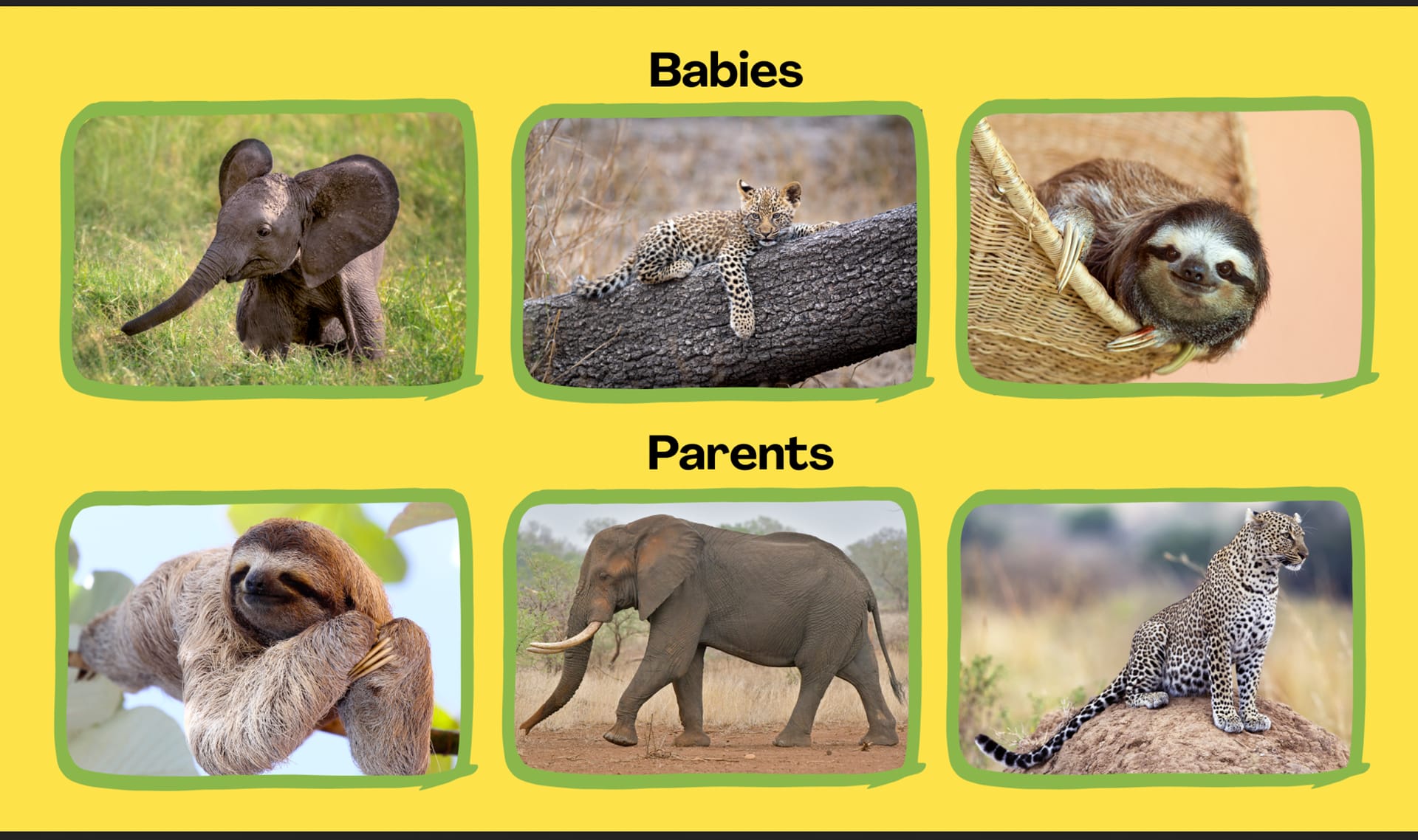 How can you help a lost baby animal find its parents?