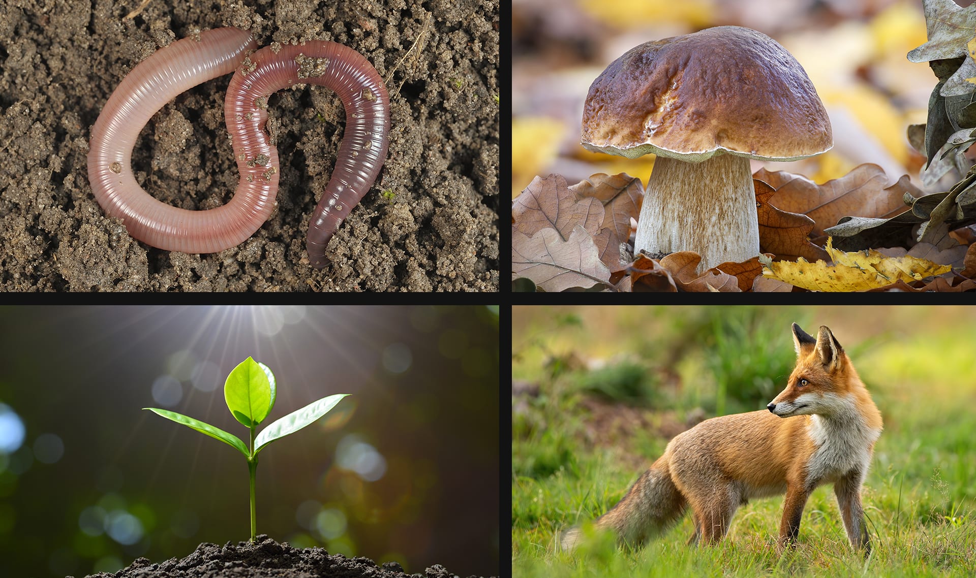 Do worms really eat dirt?