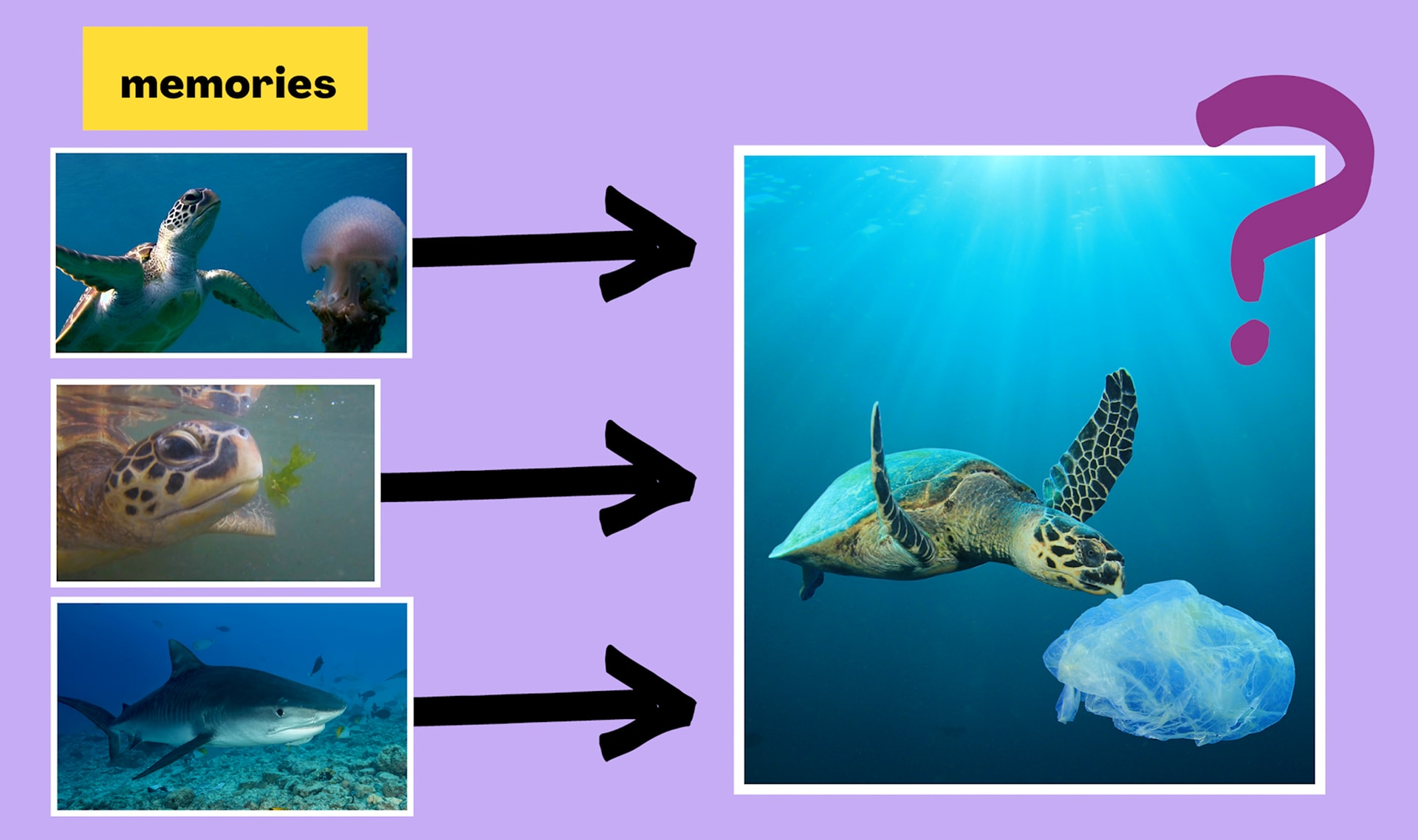 Why would a sea turtle eat a plastic bag?
