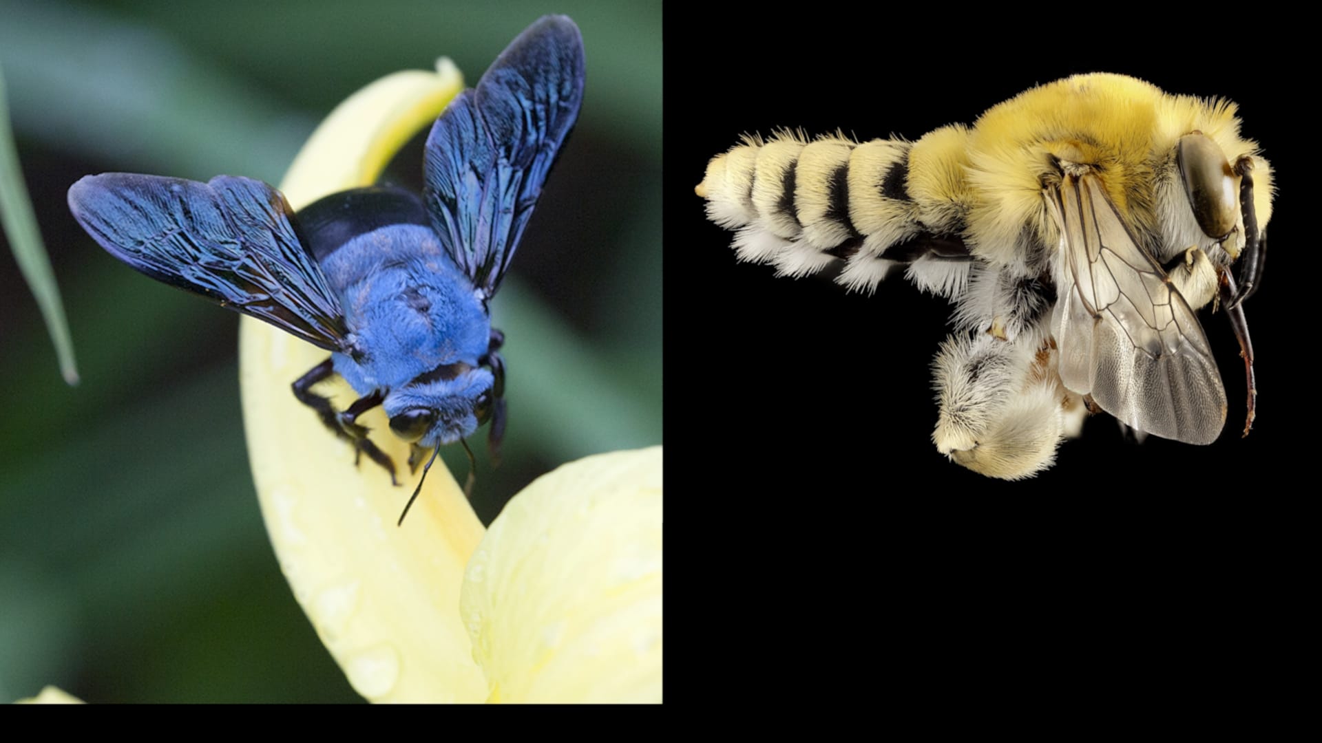 Why do bug bites itch? - Mystery Science